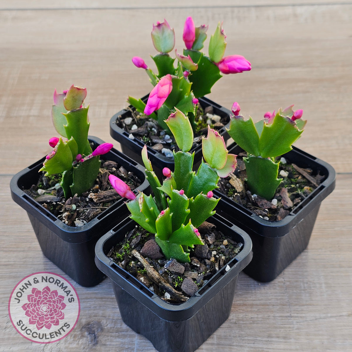 Zygocactus 'Thor Olga' | John & Norma's Succulents – John & Norma's ...