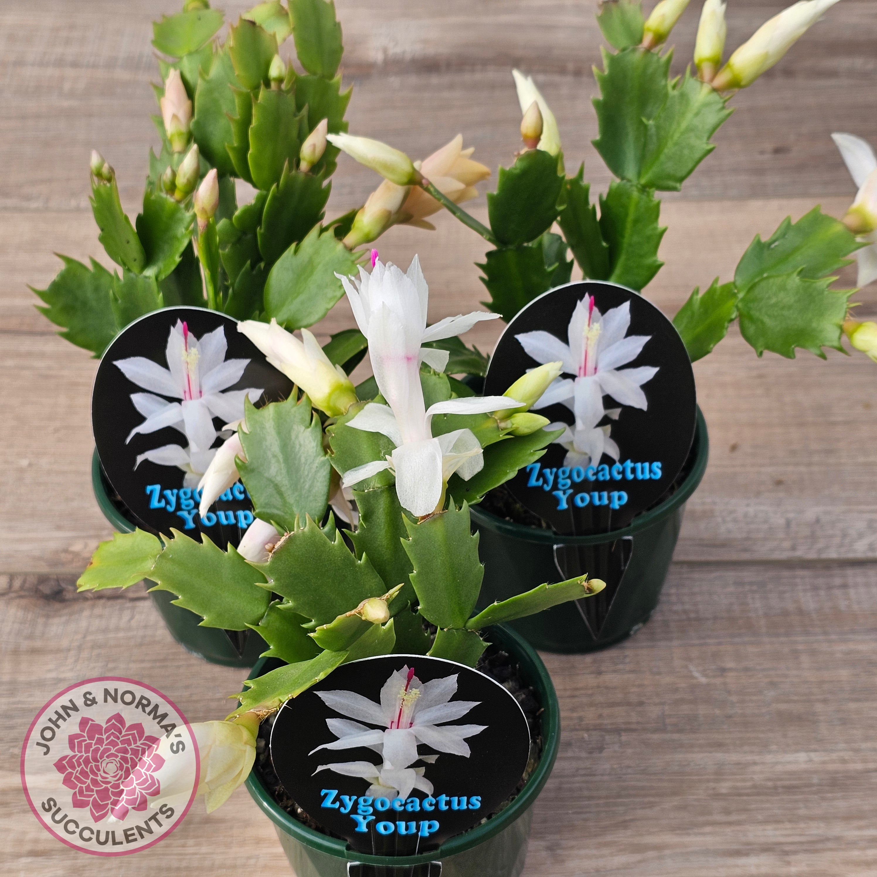Zygocactus 'Youp' | John & Norma's Succulents – John & Norma's ...