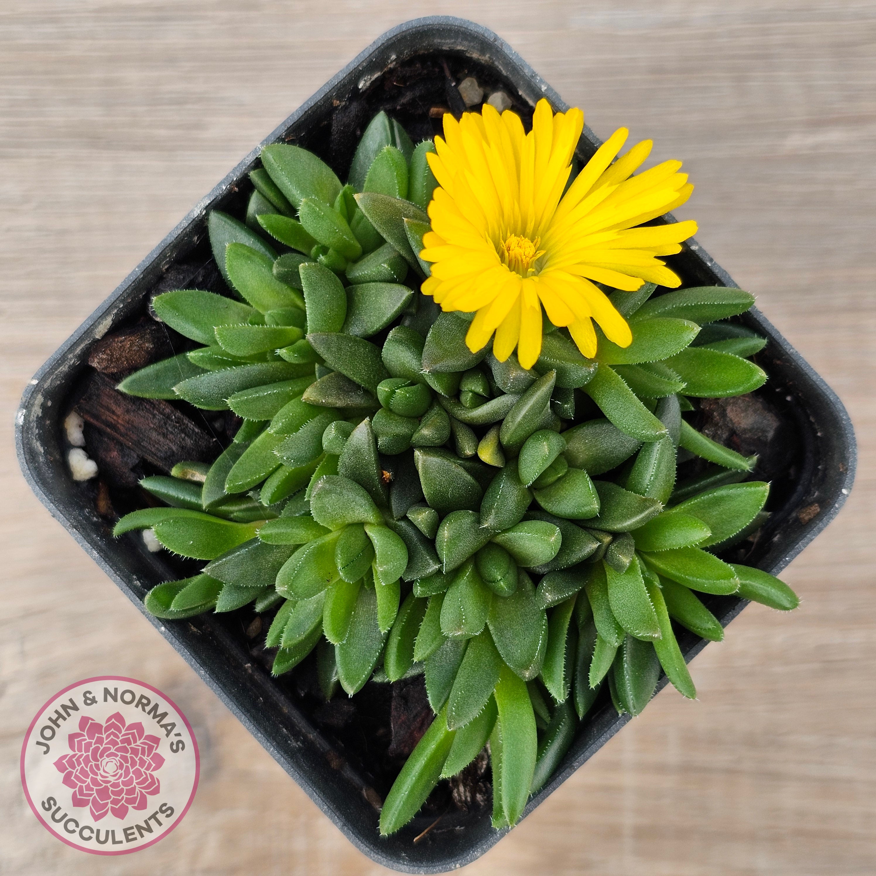 Delosperma congestum 'Gold Nugget' | John & Norma's Succulents – John ...