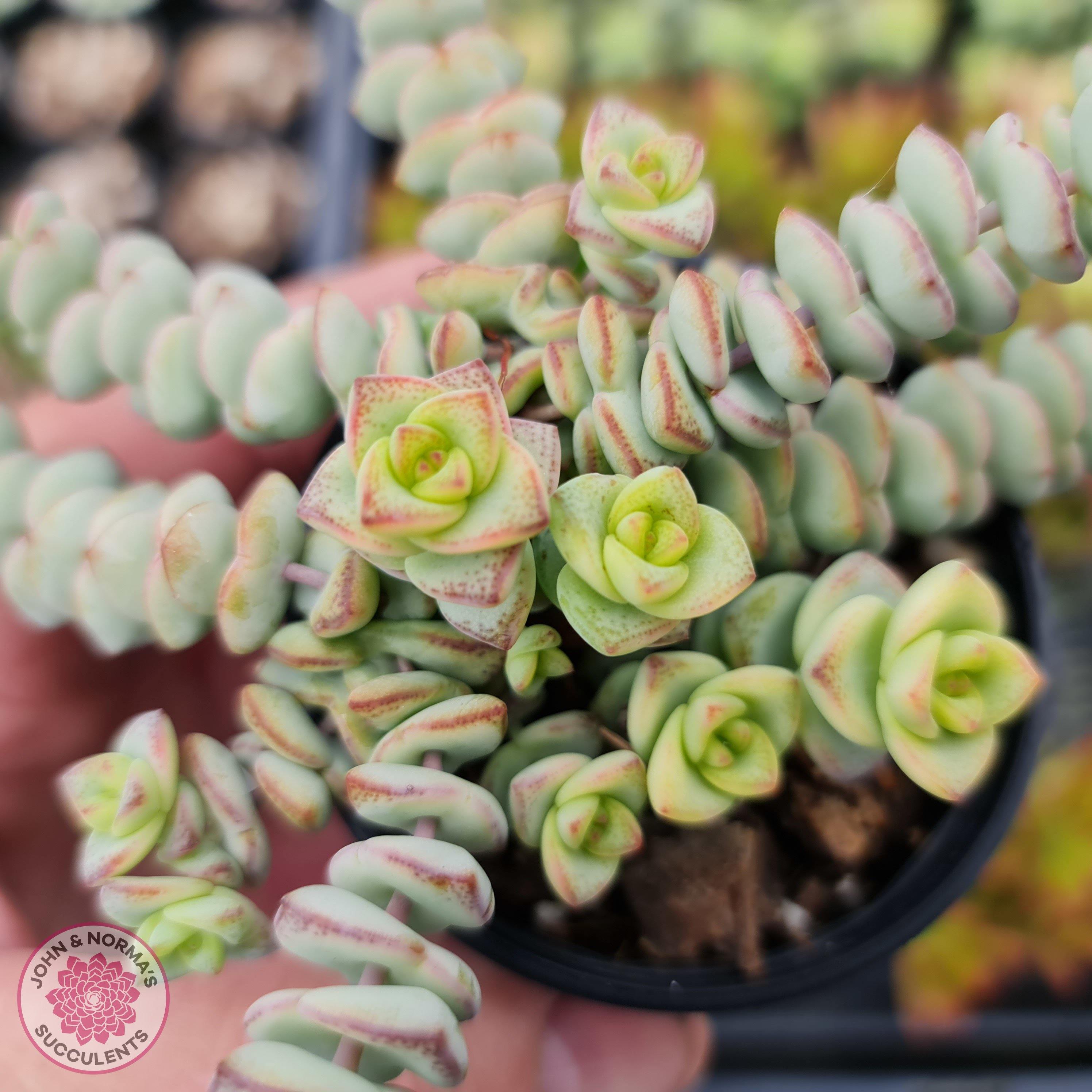 Crassula perforata - mini weeping form | John & Norma's Succulents ...