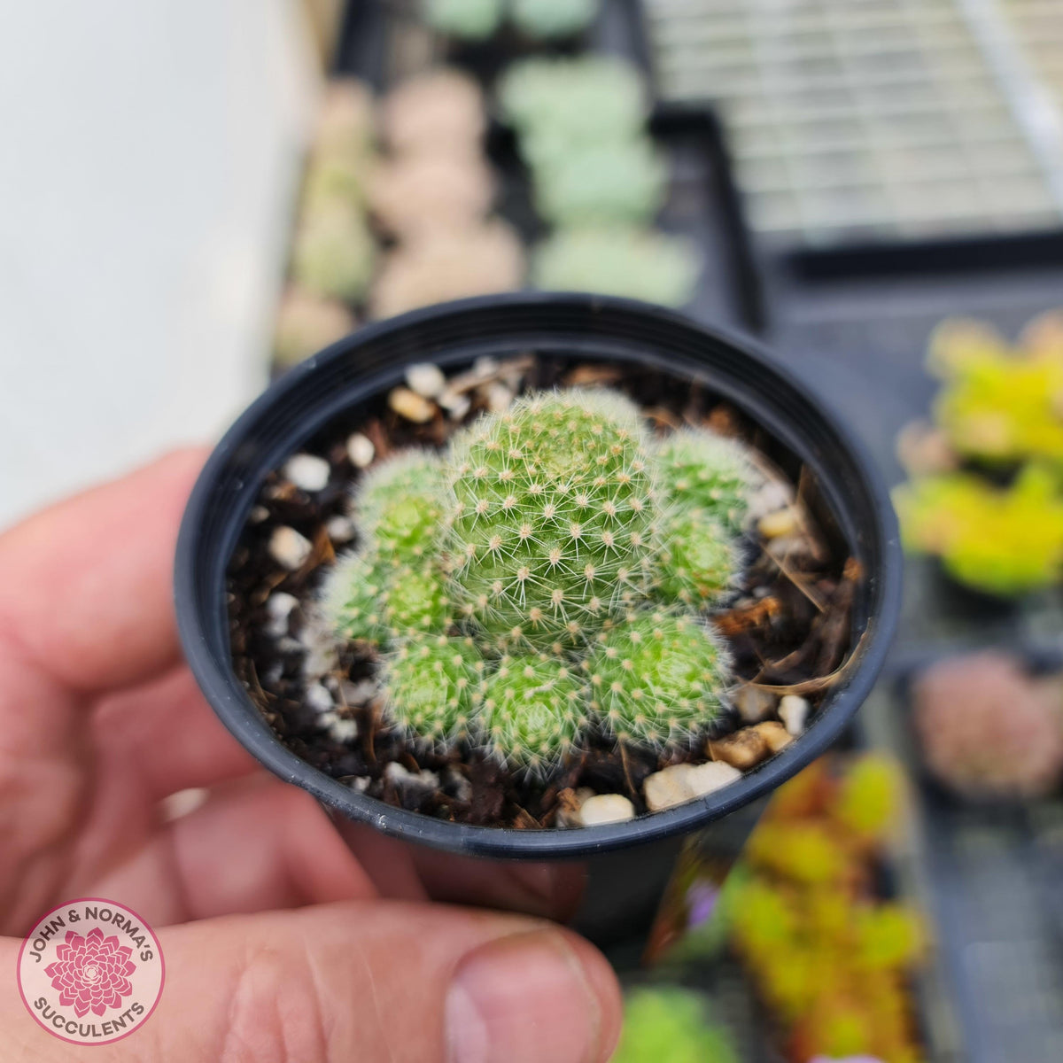 Rebutia pulvinosa 'Crown Cactus' - Orange flowers | John & Norma's ...