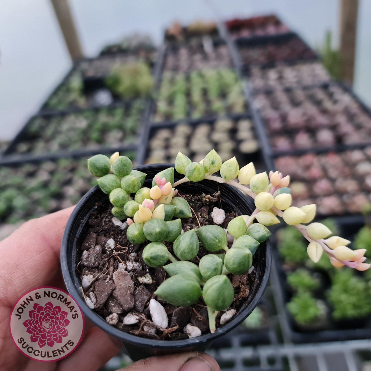 Buy Senecio 'Angels Tears' Australia | Quality Succulent Plant – John ...