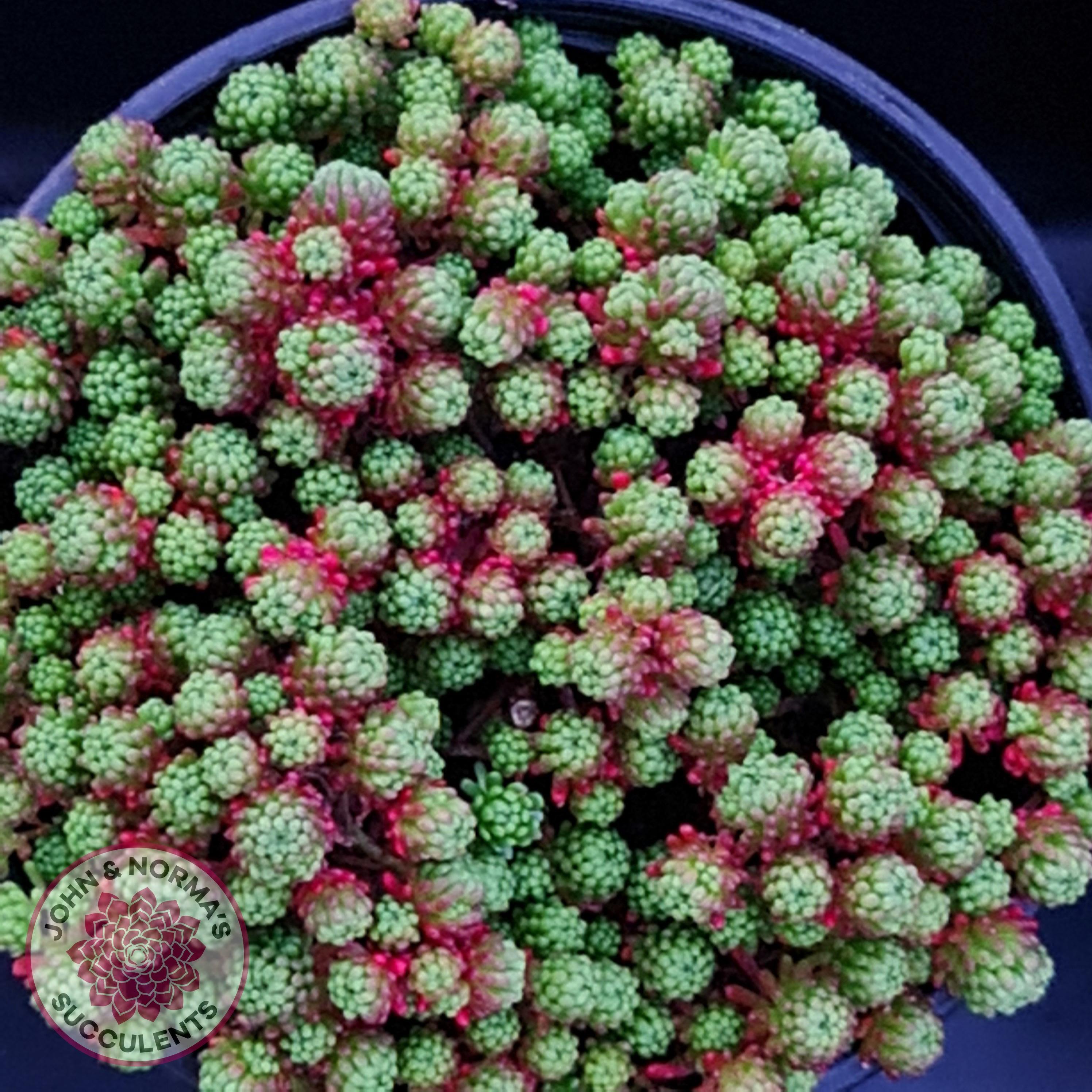 Sedum lydium | John & Norma's Succulents – John & Norma's Succulents ...