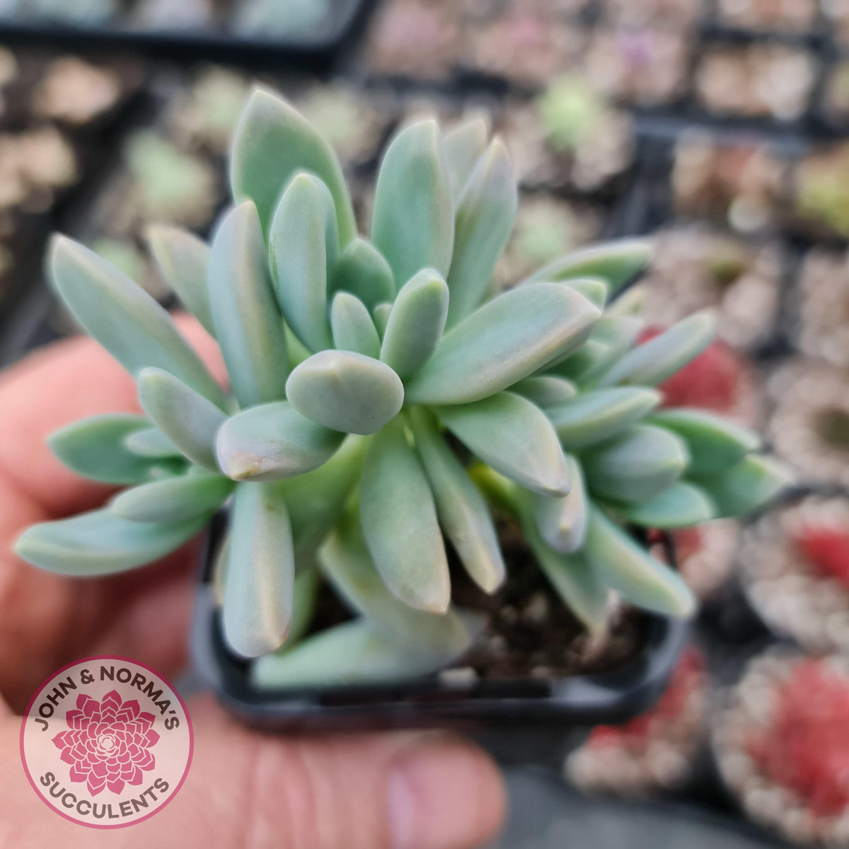 Buy Graptosedum 'Francesco Baldi' Australia | Quality Succulent Plant ...