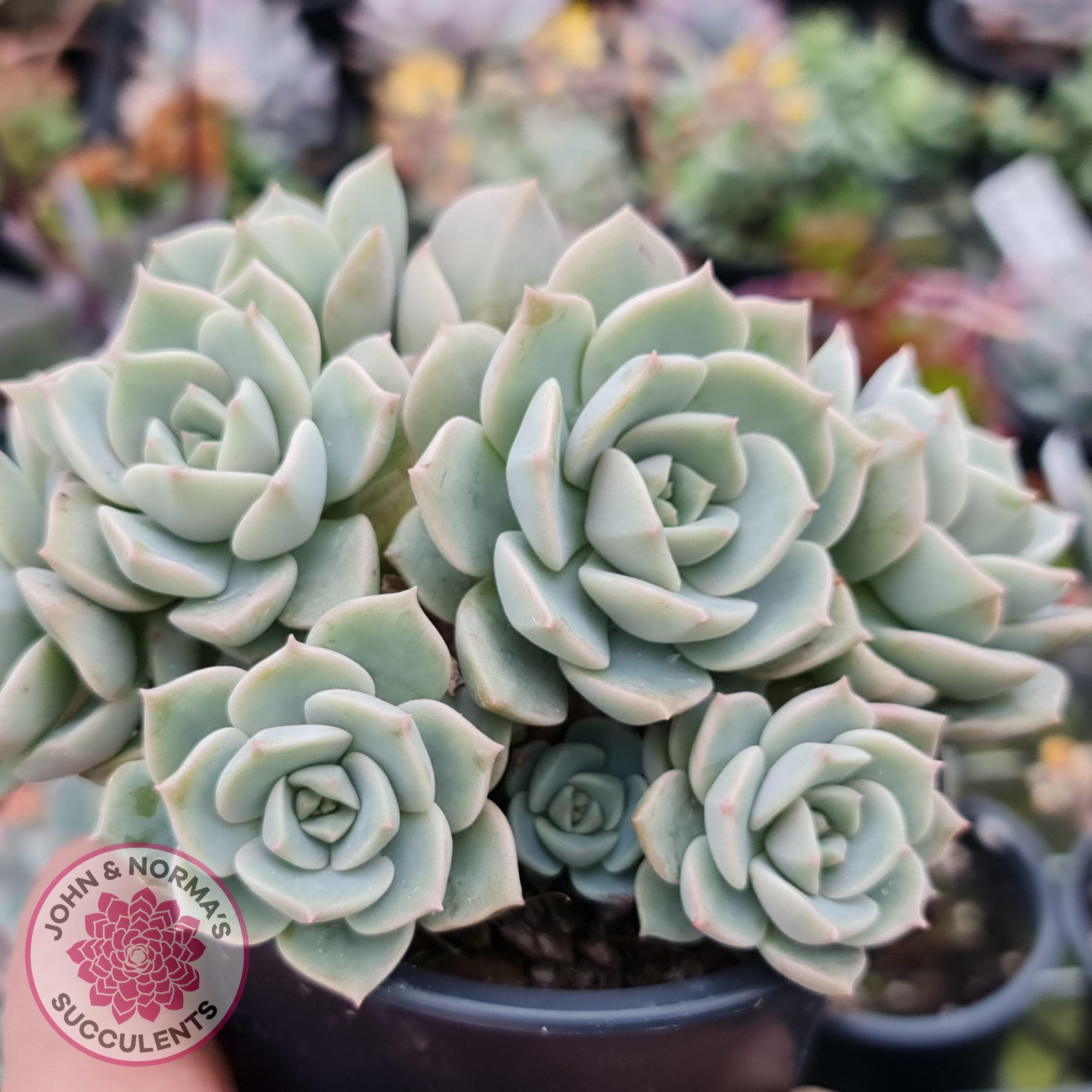 Graptoveria Titubans | John & Norma's Succulents – John & Norma's ...