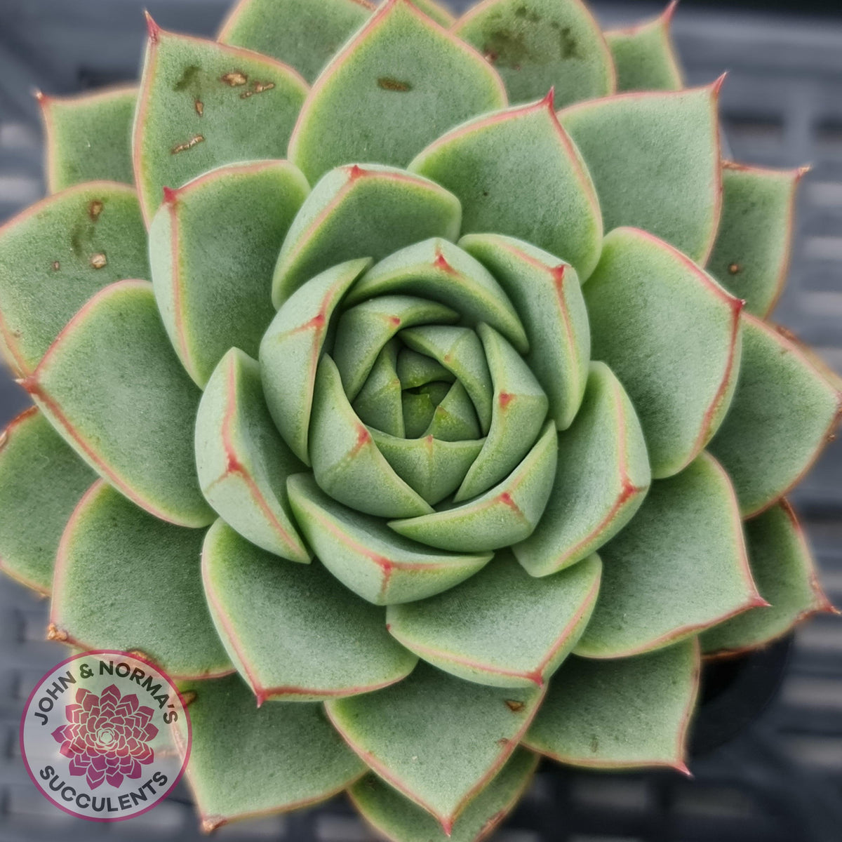 Echeveria purpusorum - Grey Form | John & Norma's Succulents – John ...