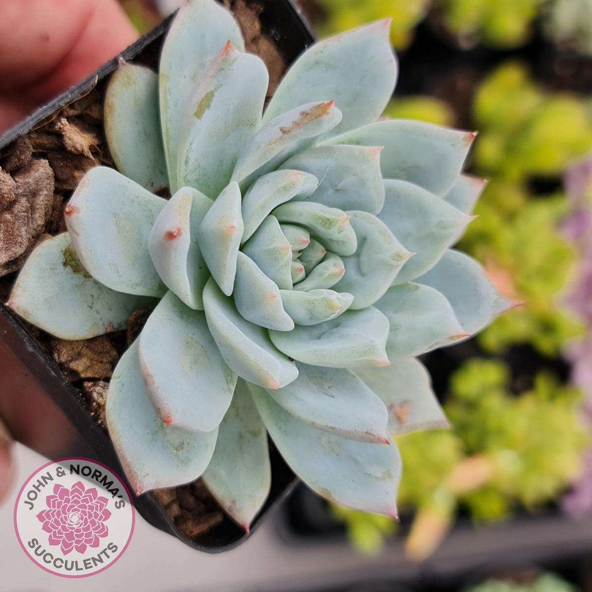 Echeveria 'Blue Bird' | John & Norma's Succulents – John & Norma's ...