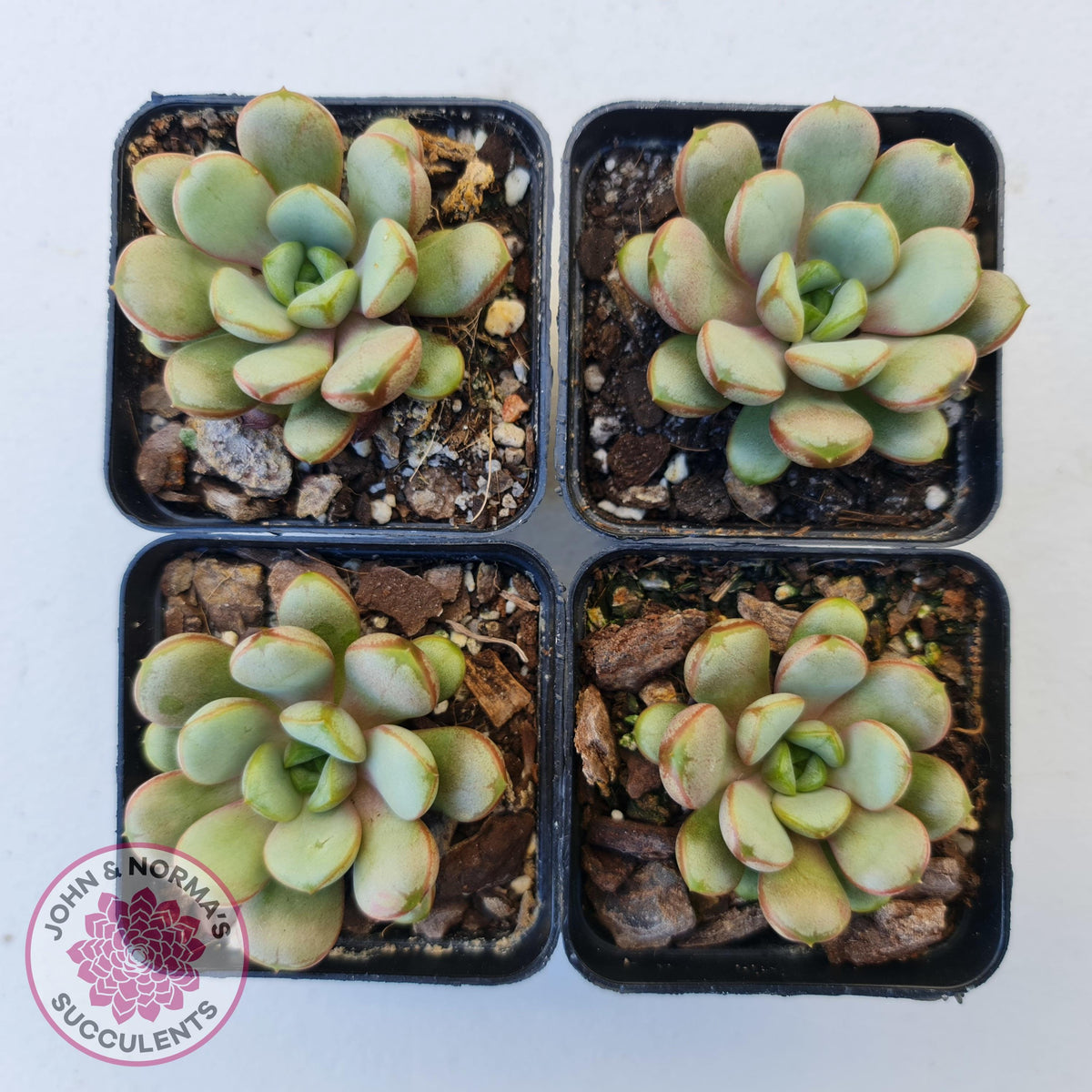 Graptoveria 'Amethorum' | John & Norma's Succulents – John & Norma's ...