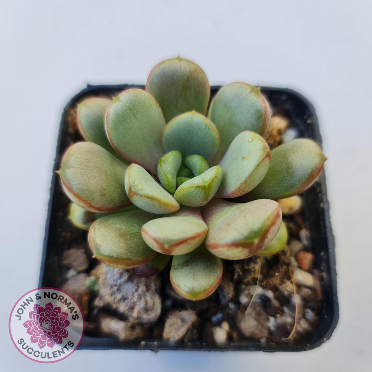 Graptoveria 'Amethorum' | John & Norma's Succulents – John & Norma's ...