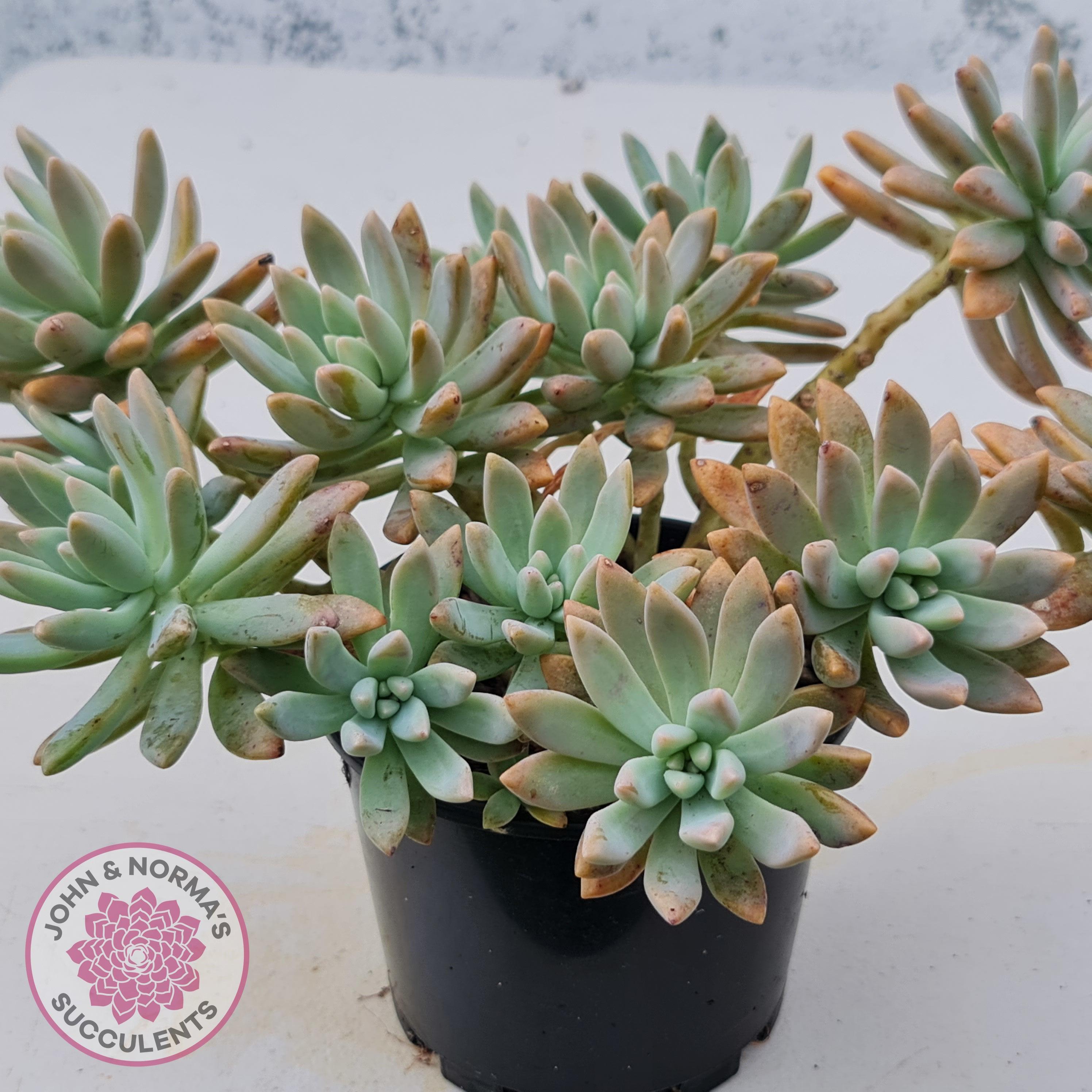 Graptosedum 'Francesco Baldi' - Cutting/s | John & Norma's Succulents ...