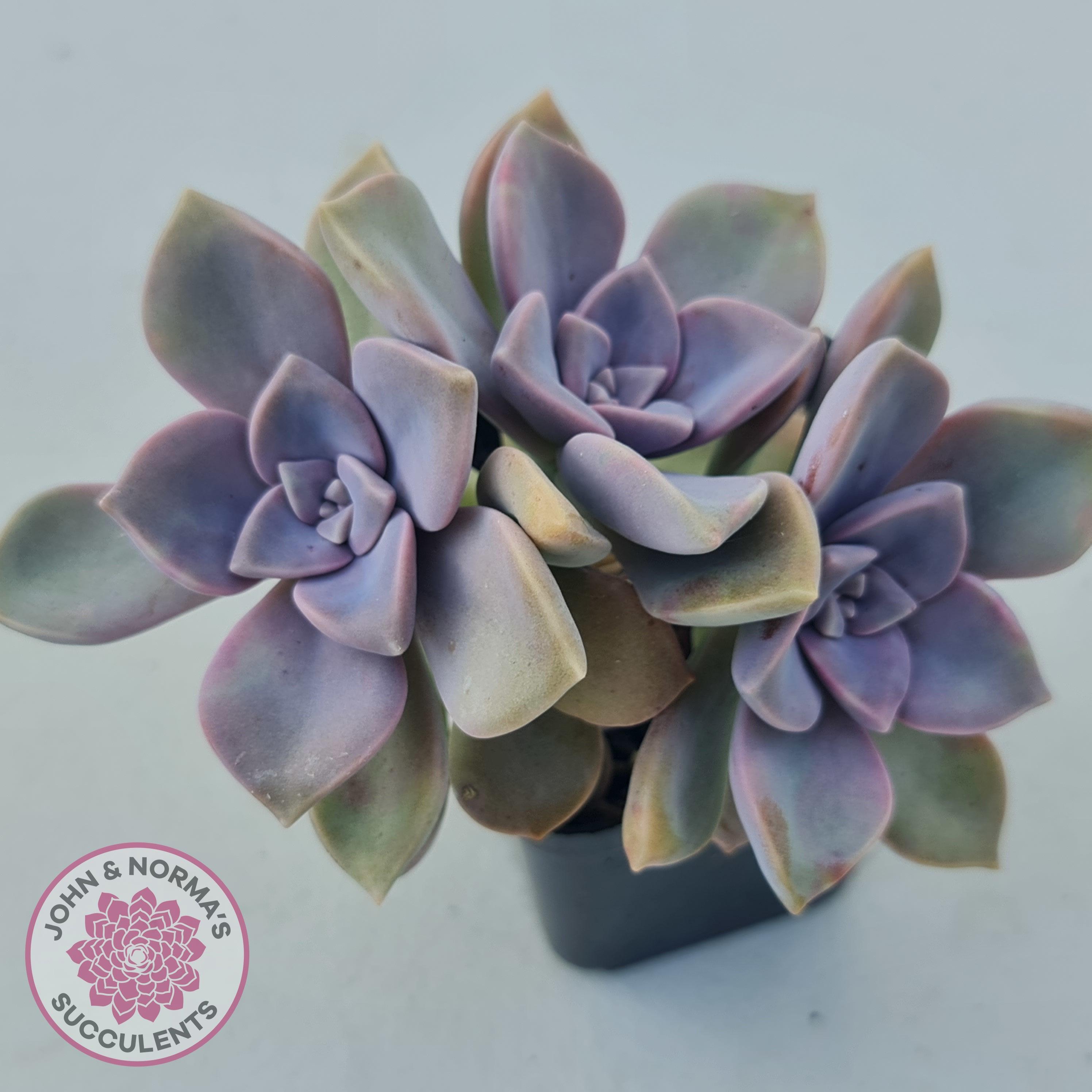 Graptopetalum 'Purple Delight' aka Graptoveria Crystal | John & Norma's ...