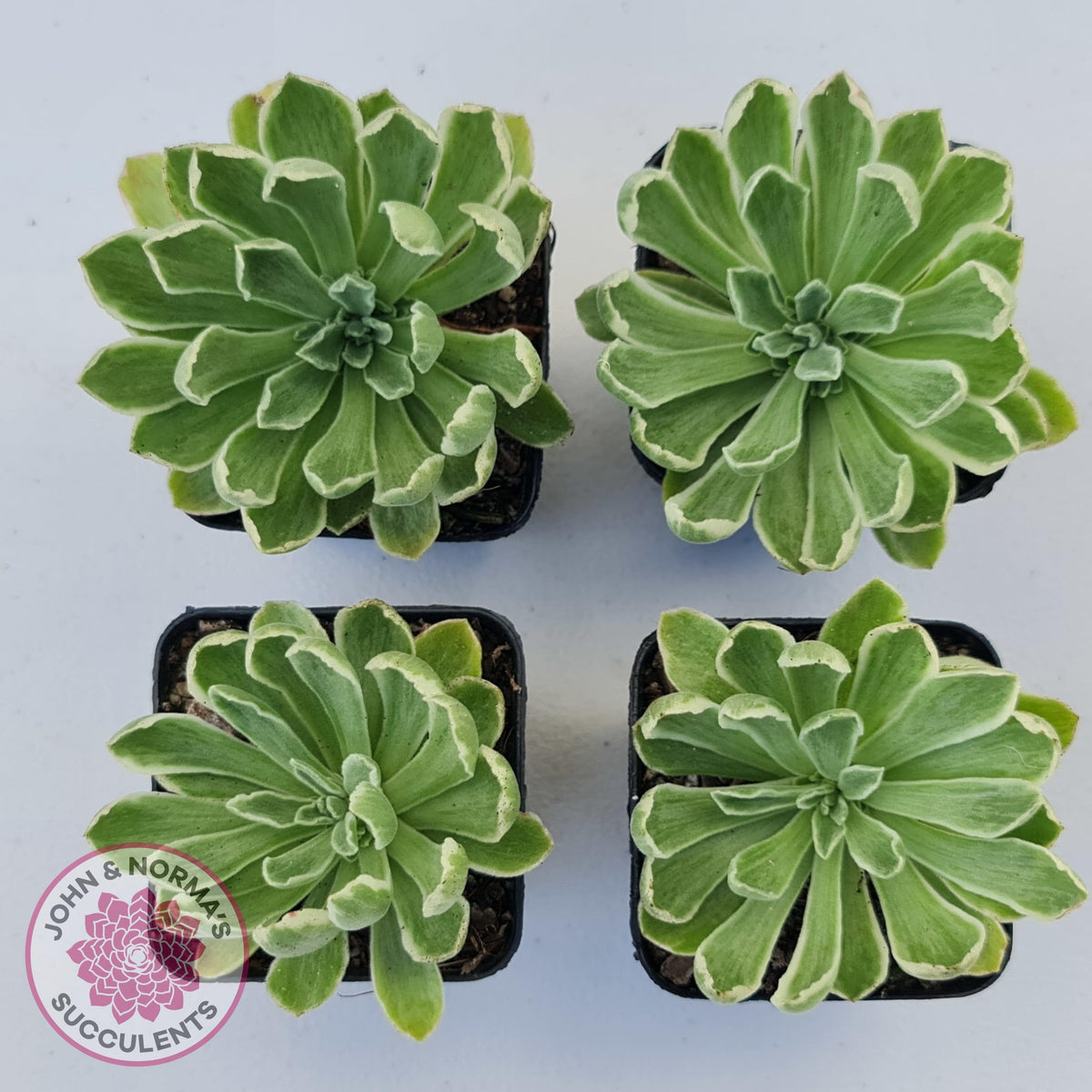 Aeonium 'Ballerina' Variegated | John & Norma's Succulents – John ...