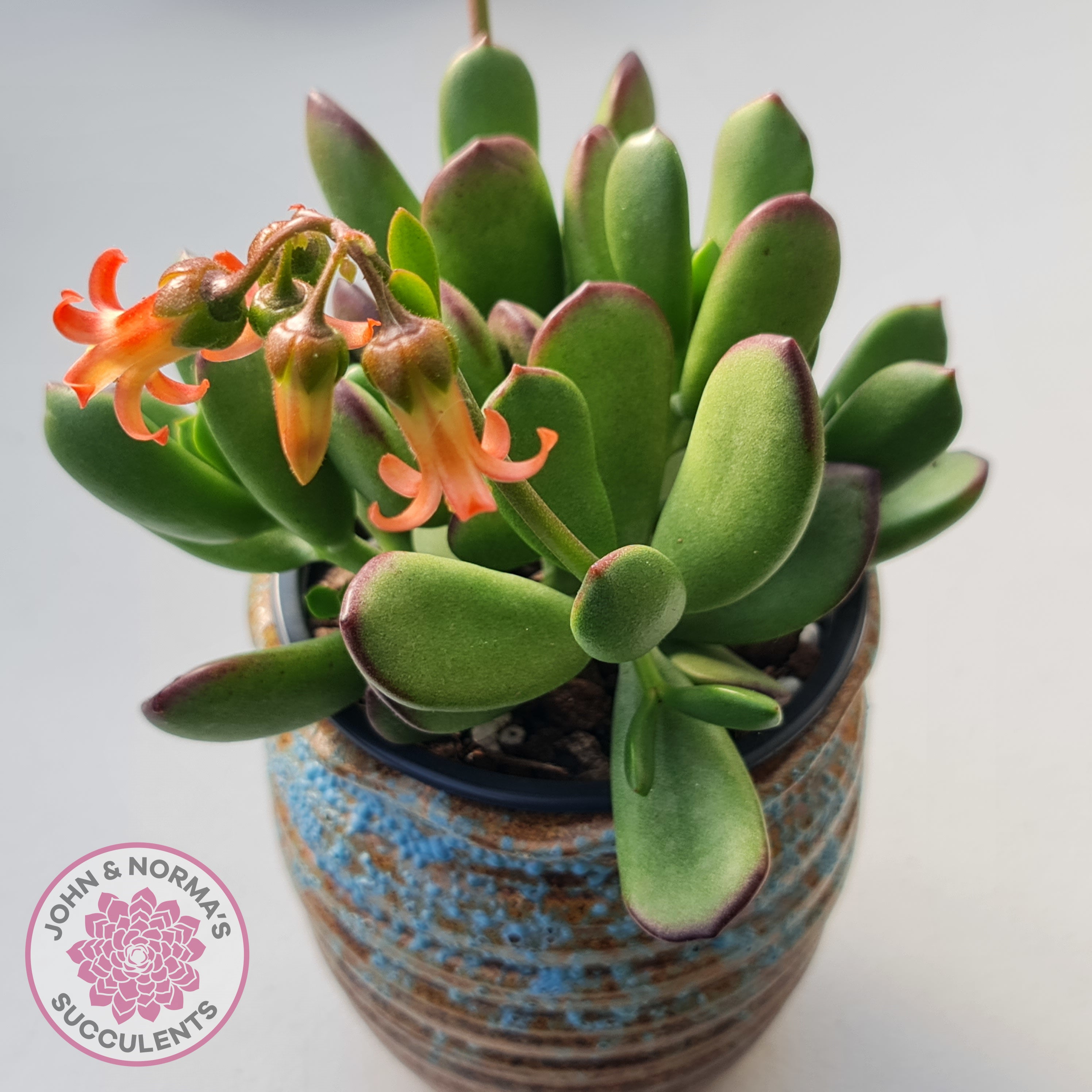 Cotyledon sp. Fat Leaf Form | John & Norma's Succulents – John & Norma ...