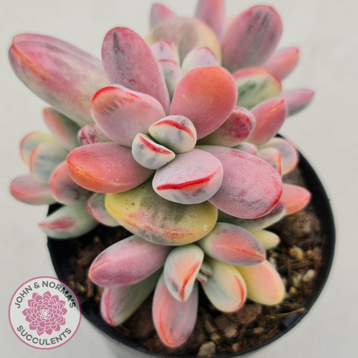 Cotyledon Orbiculata cv. Short Round Leaf Variegated | John & Norma's ...