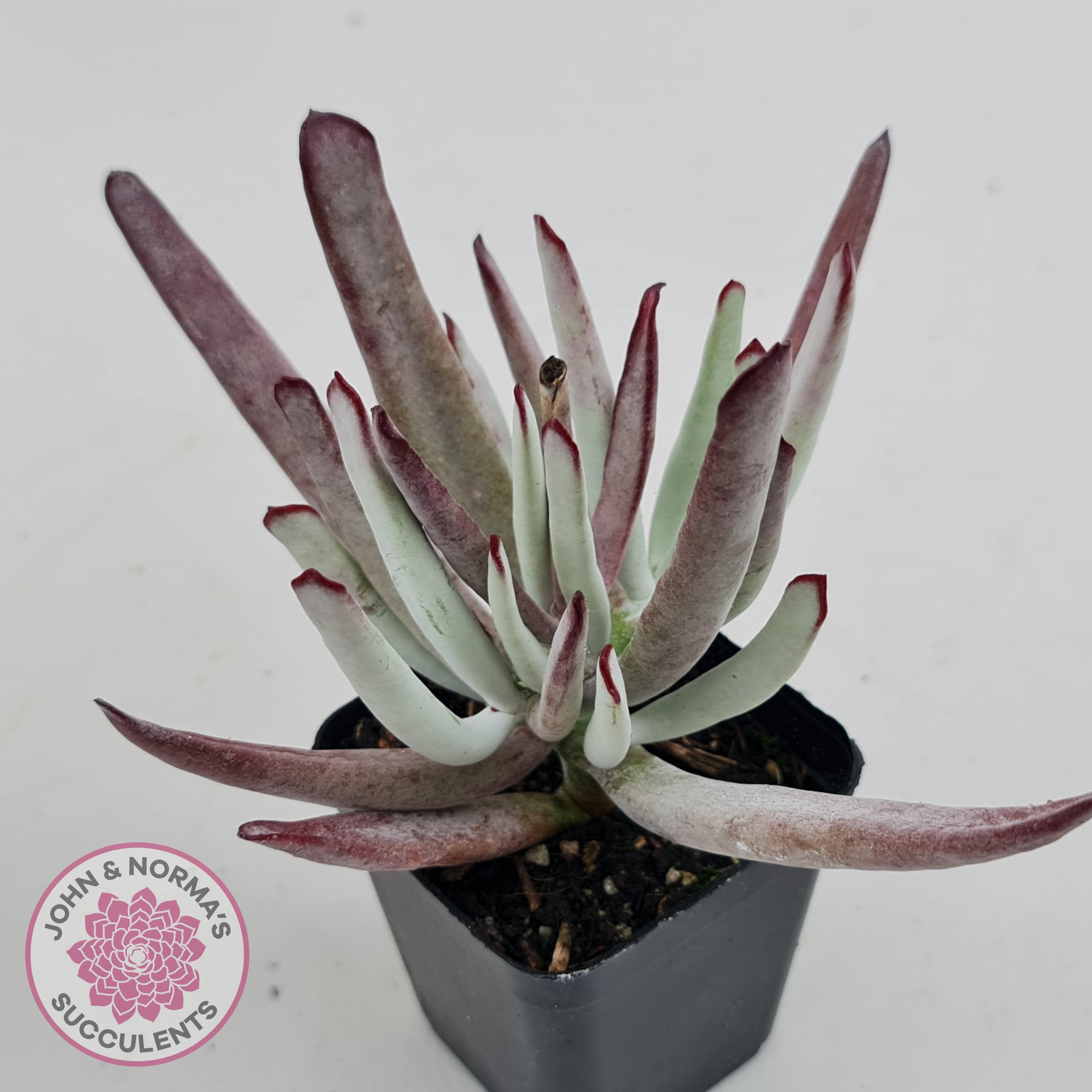 Cotyledon White Sprite | John & Norma's Succulents – John & Norma's ...