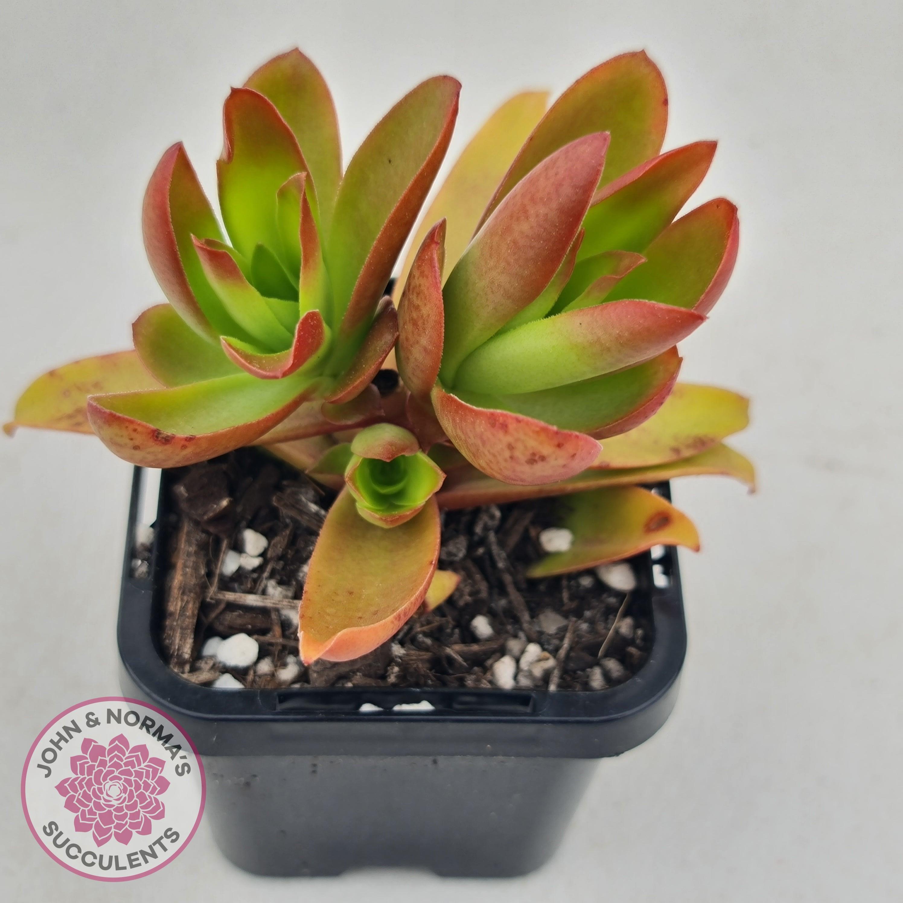 Crassula Capitella Campfire | John & Norma's Succulents – John & Norma ...