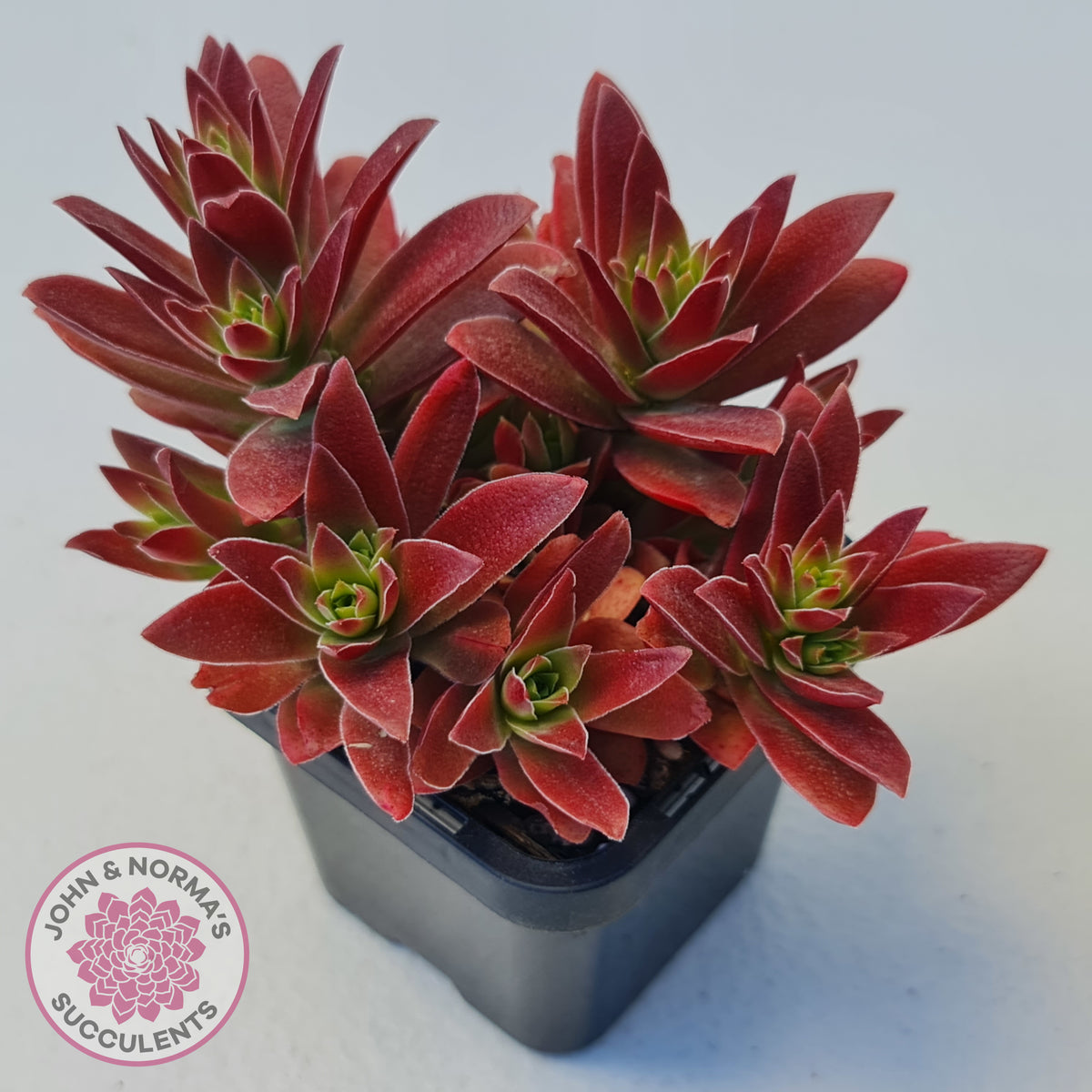 Crassula Red Pagoda Large form (Intense Red) | John & Norma's ...