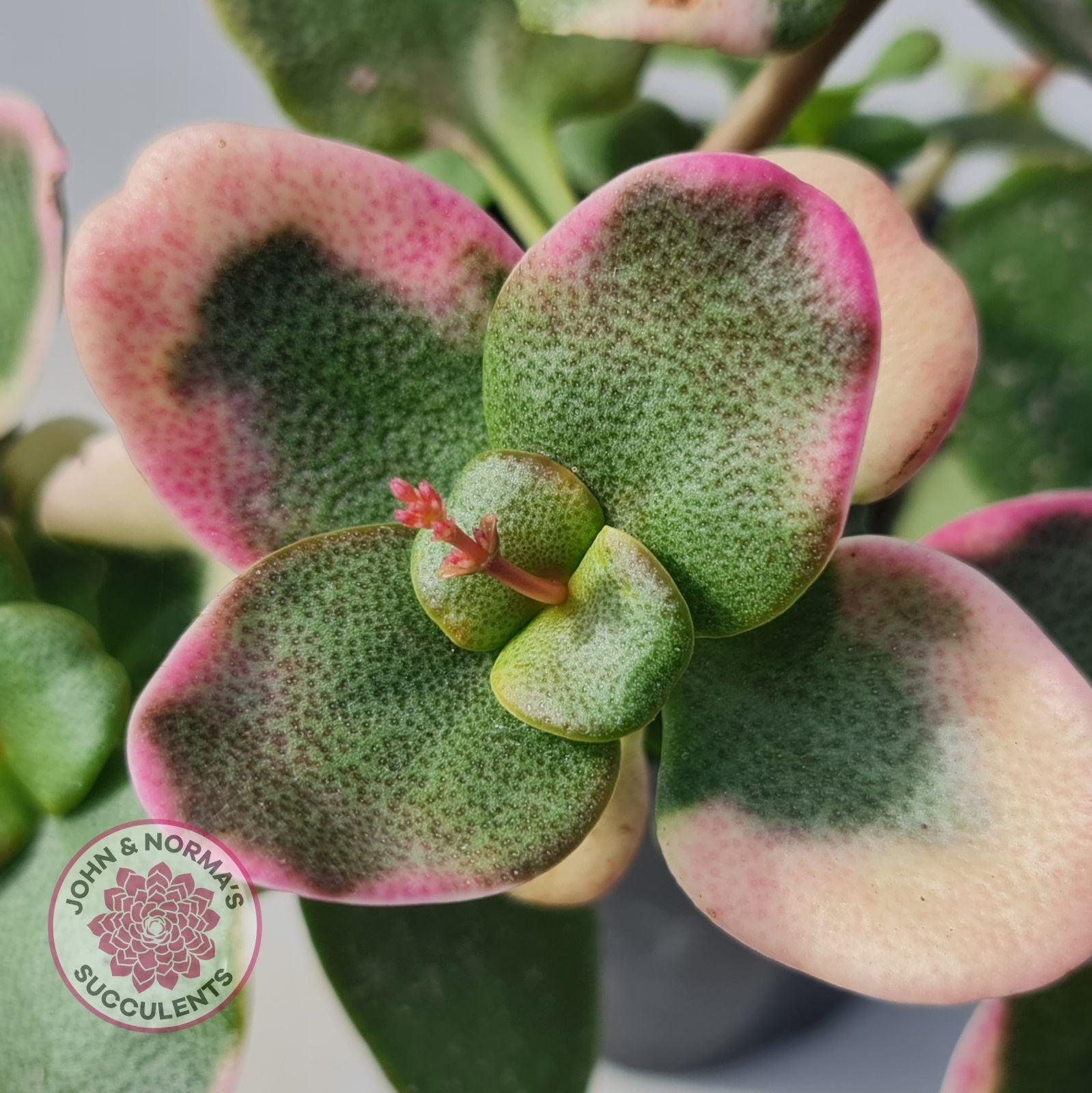 Crassula multicava Variegated - Cutting x 1 | John & Norma's Succulents ...