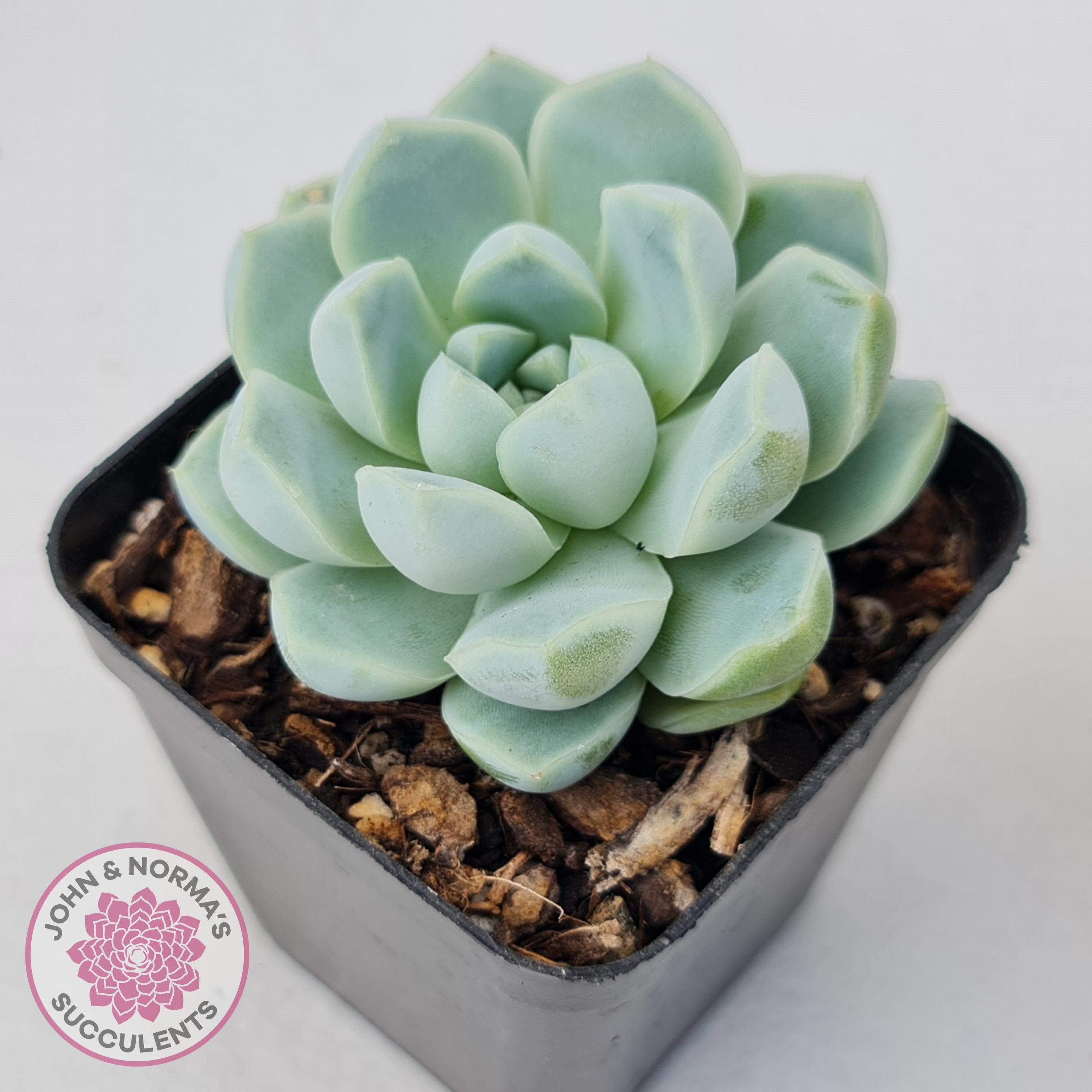 Echeveria elegans 'Alba' | John & Norma's Succulents – John & Norma's ...