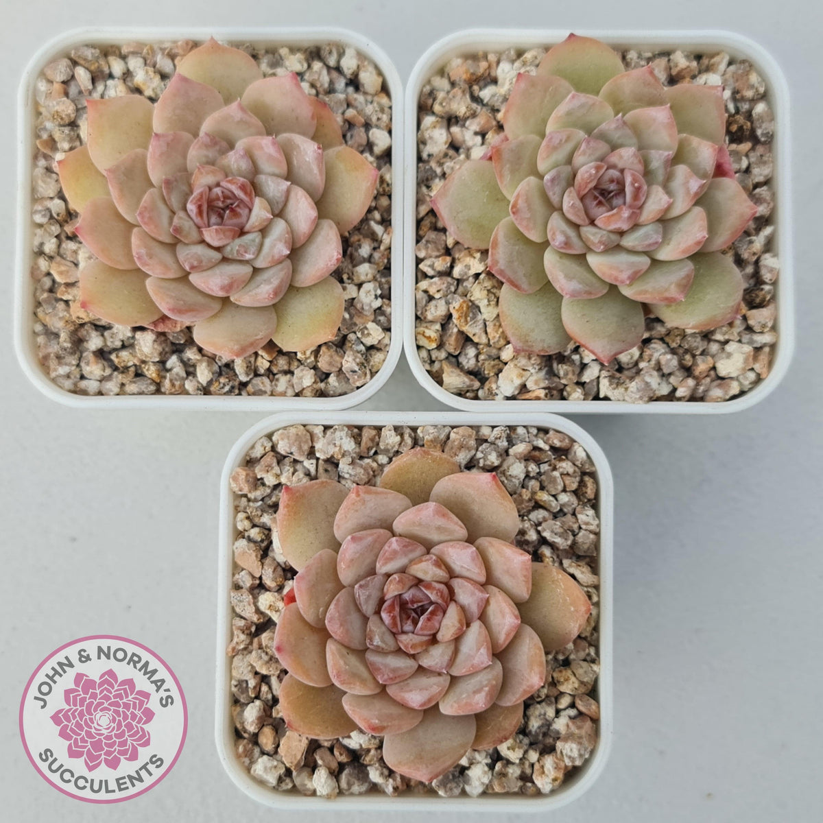 Echeveria 'Pink Diamond' | John & Norma's Succulents – John & Norma's ...