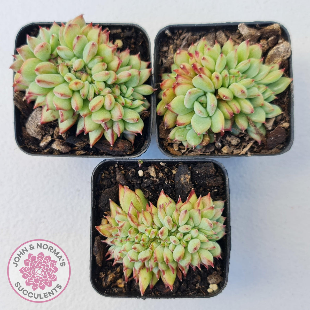 Echeveria 'Ratam' Crest | John & Norma's Succulents – John & Norma's ...