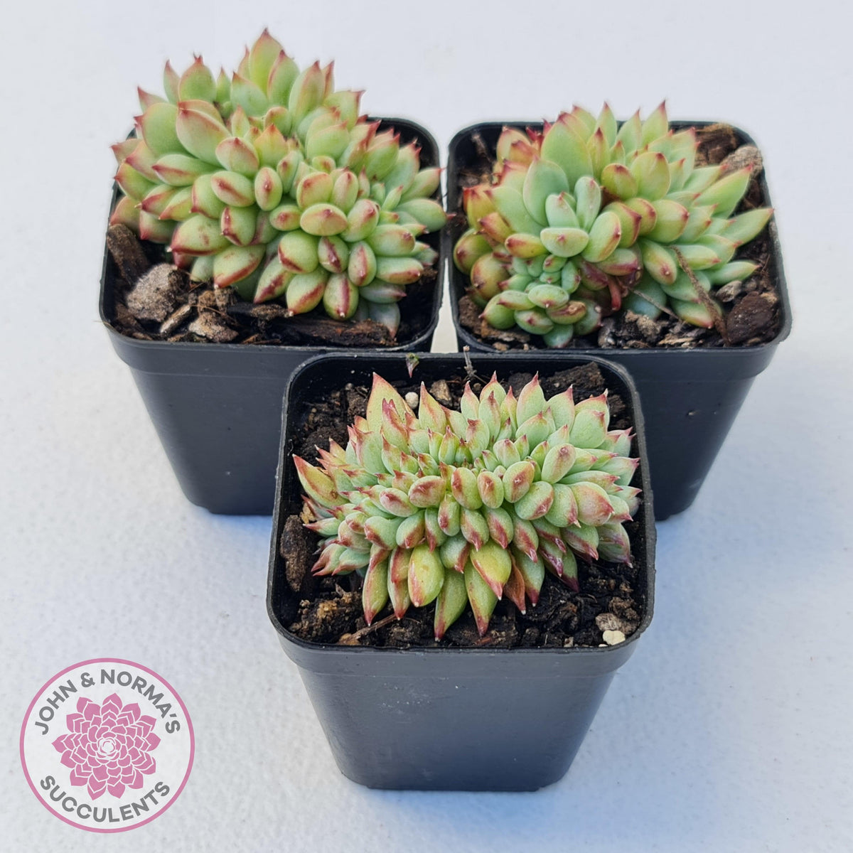 Echeveria 'Ratam' Crest | John & Norma's Succulents – John & Norma's ...