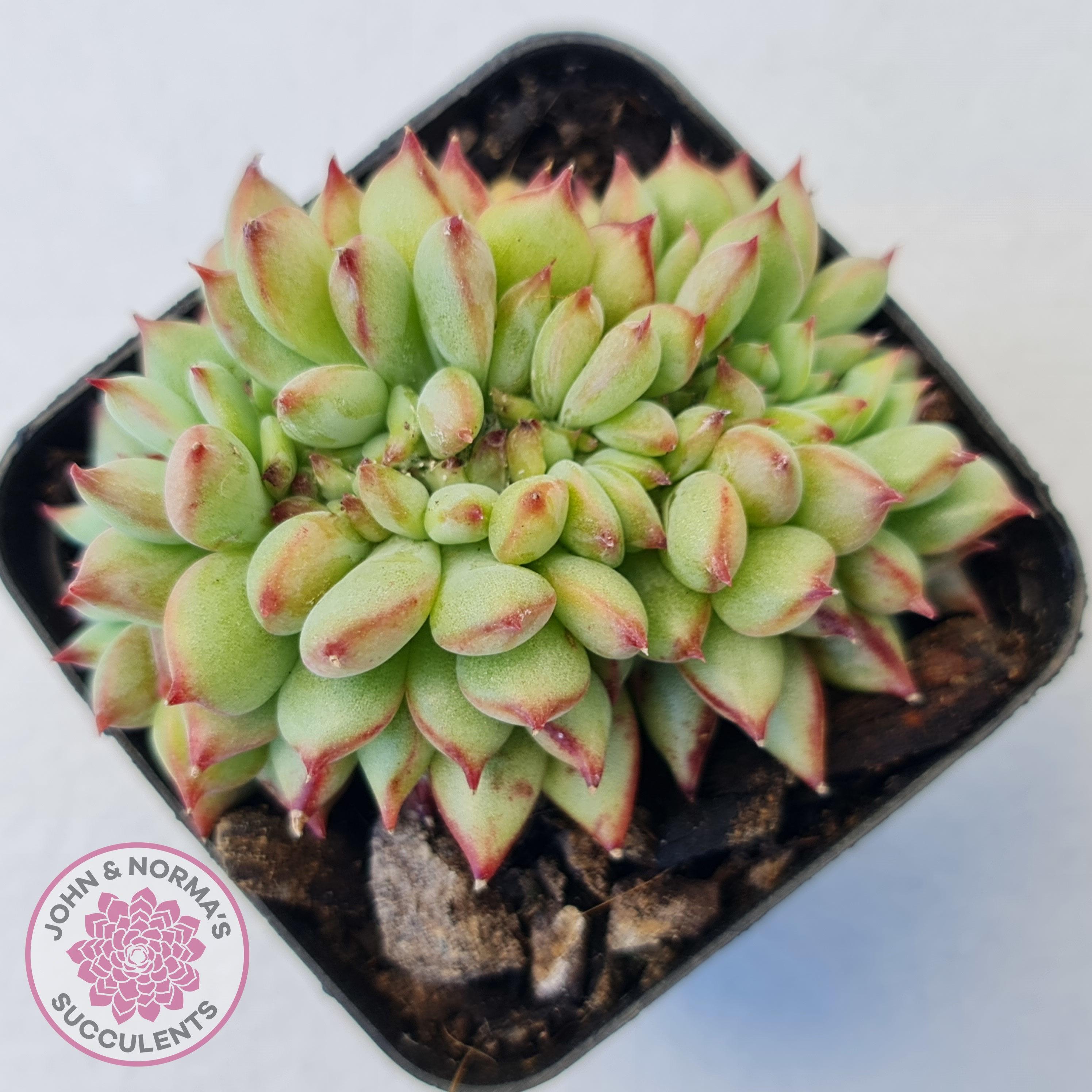 Echeveria Ratam Crest | John & Norma's Succulents – John & Norma's ...
