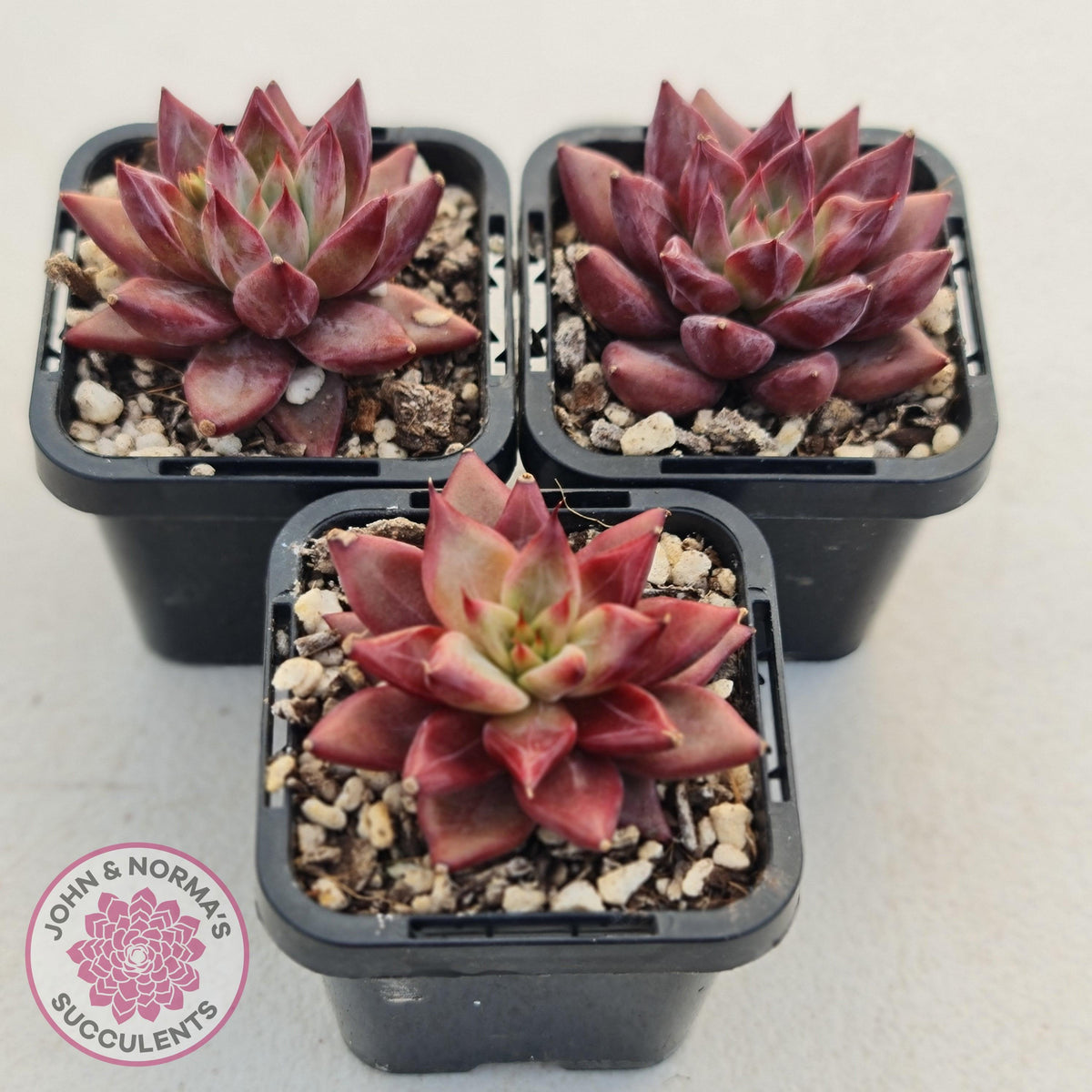 Echeveria Red Psyche | John & Norma's Succulents – John & Norma's ...
