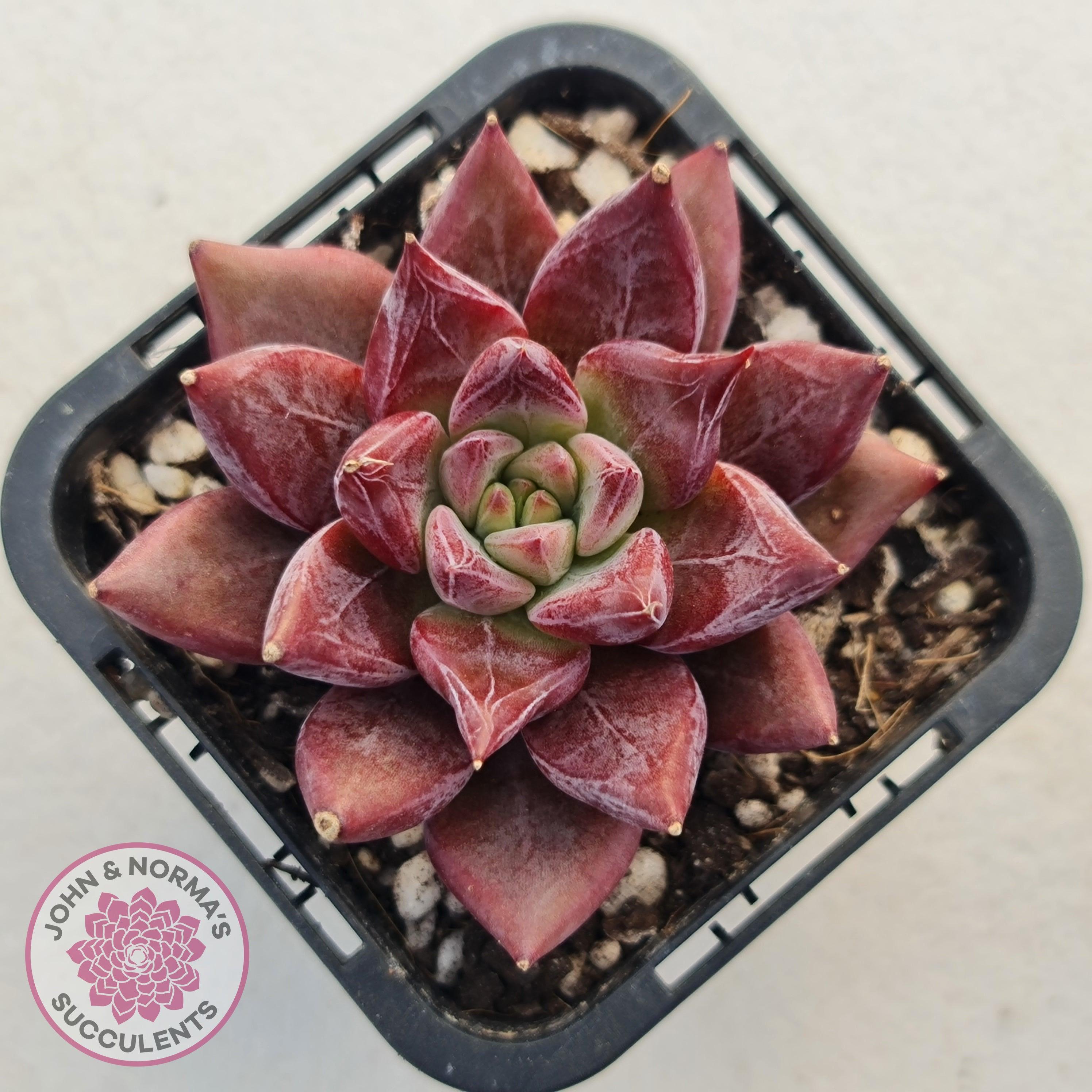 Echeveria Red Psyche | John & Norma's Succulents – John & Norma's ...