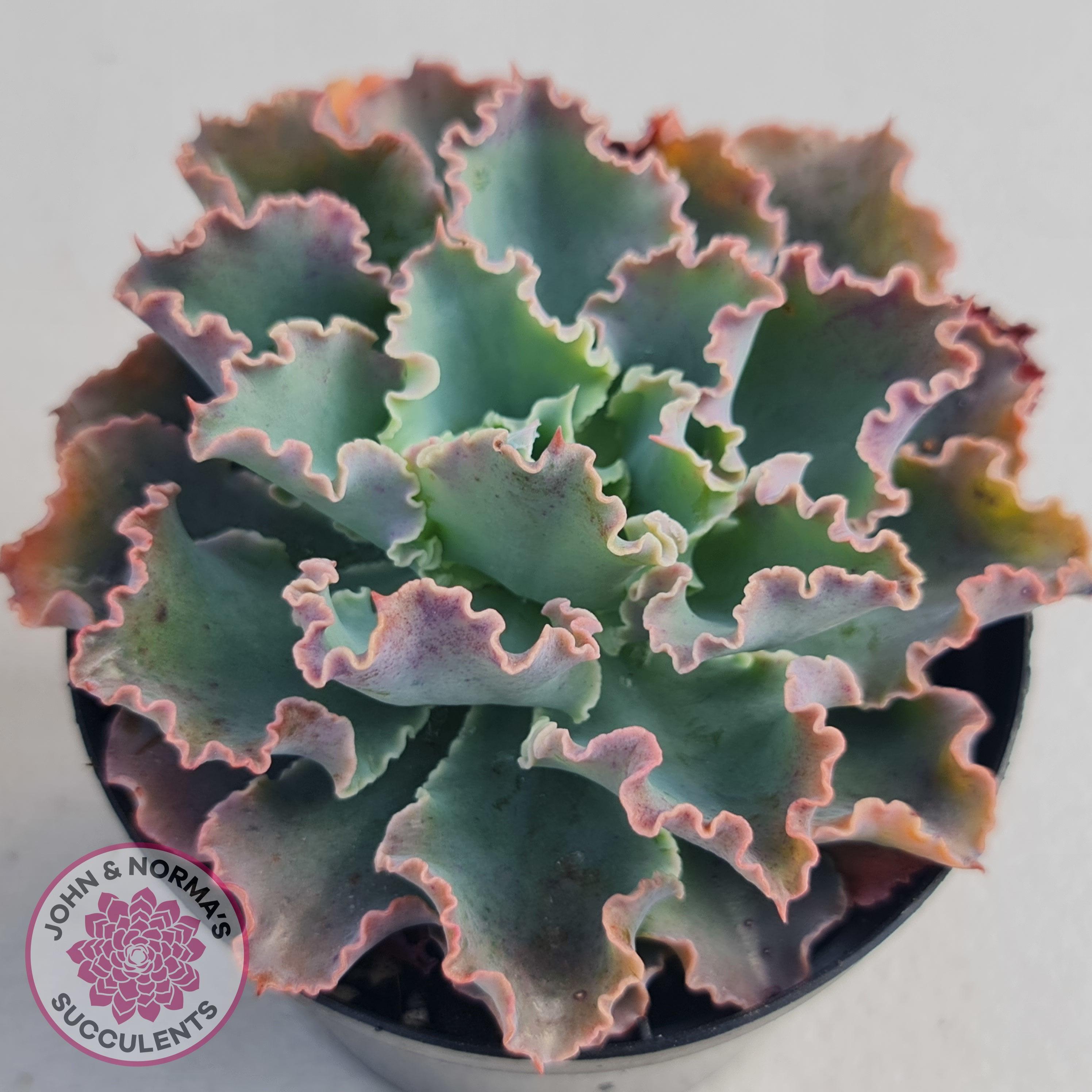 Echeveria 'Blue Waves' | John & Norma's Succulents – John & Norma's ...
