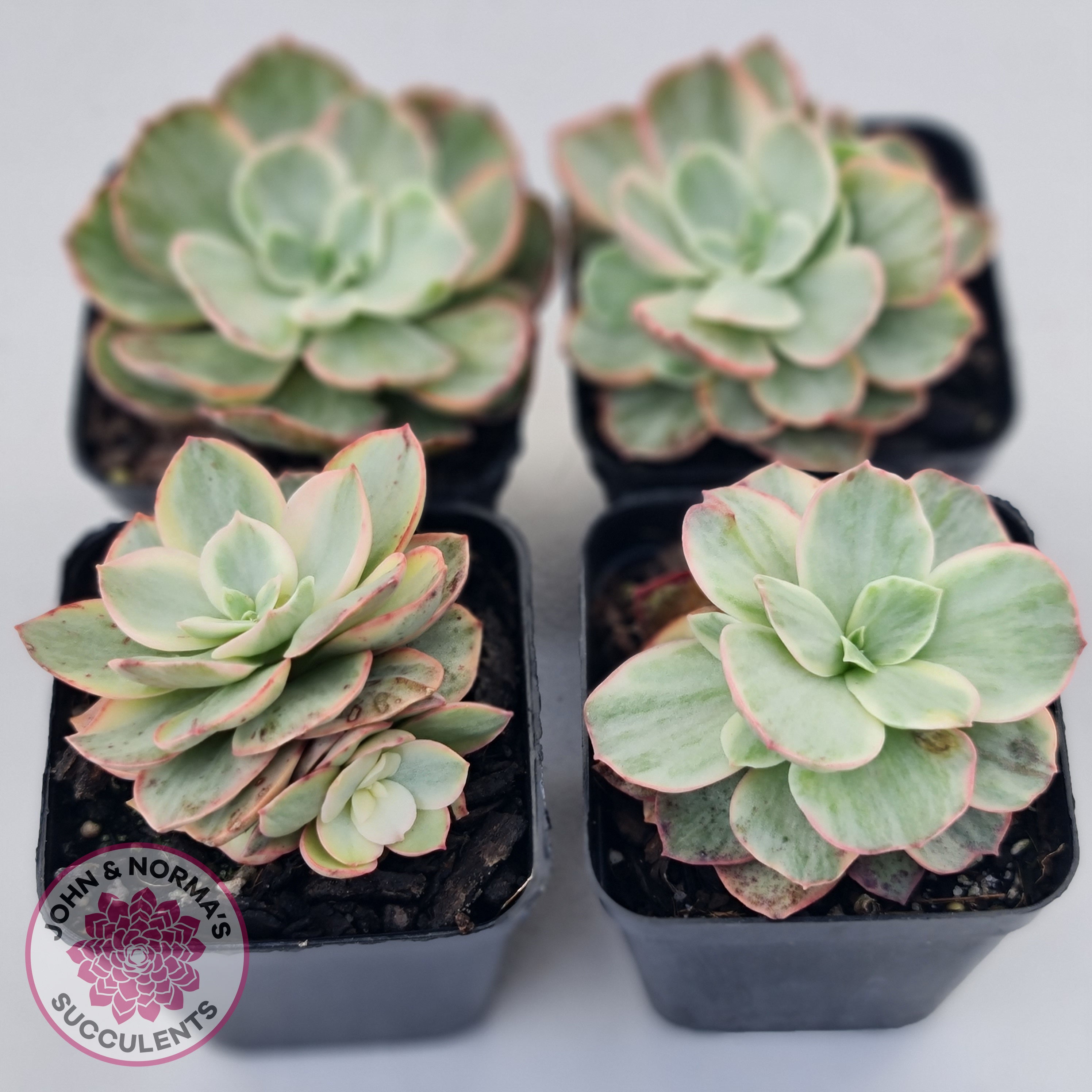 Echeveria Suyon White Variegated | John & Norma's Succulents – John ...