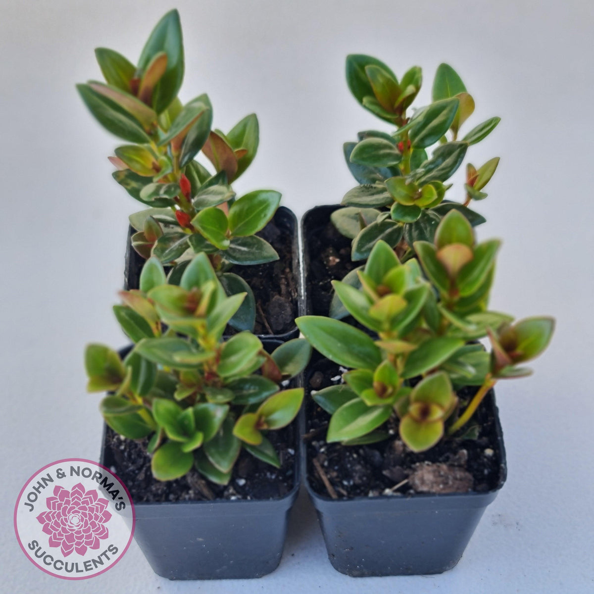 Nematanthus strigillosus 'Goldfish Plant' | John & Norma's Succulents ...