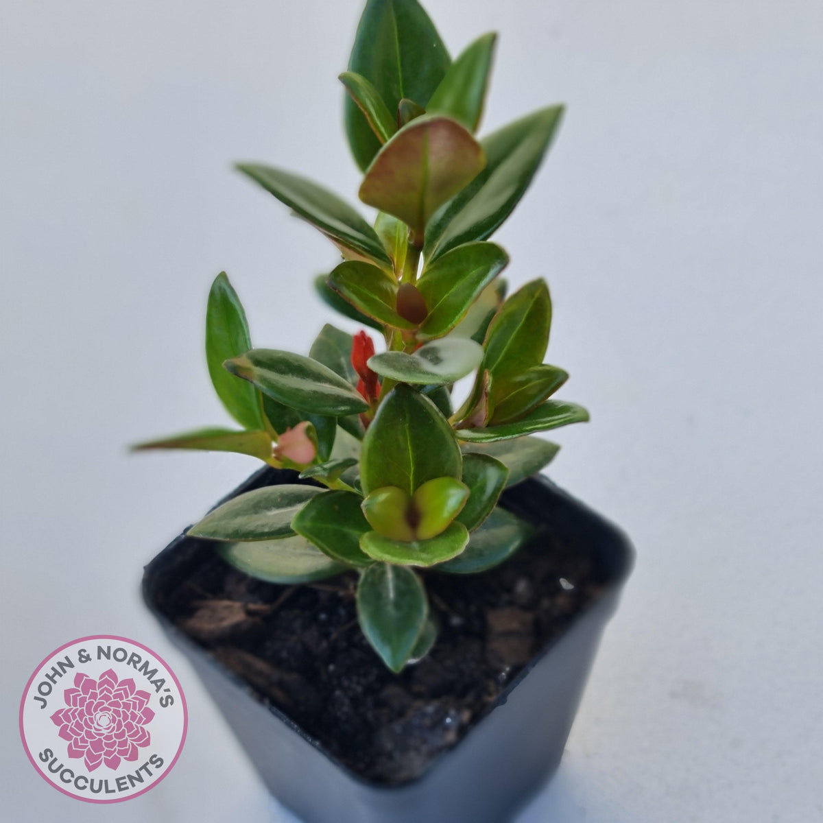 Nematanthus strigillosus 'Goldfish Plant' | John & Norma's Succulents ...