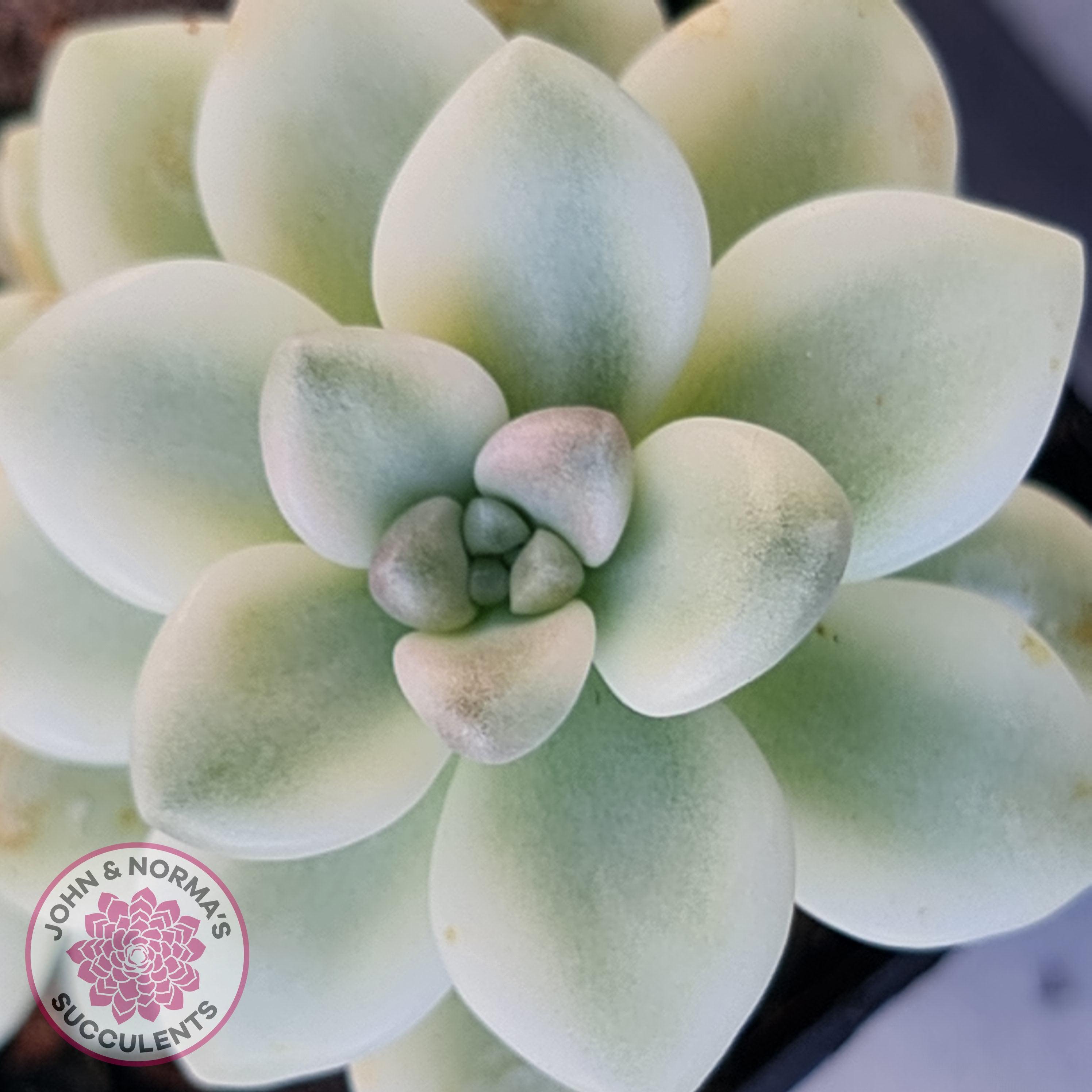 Graptopetalum Mendozae Variegata Cuttings | John & Norma's Succulents ...
