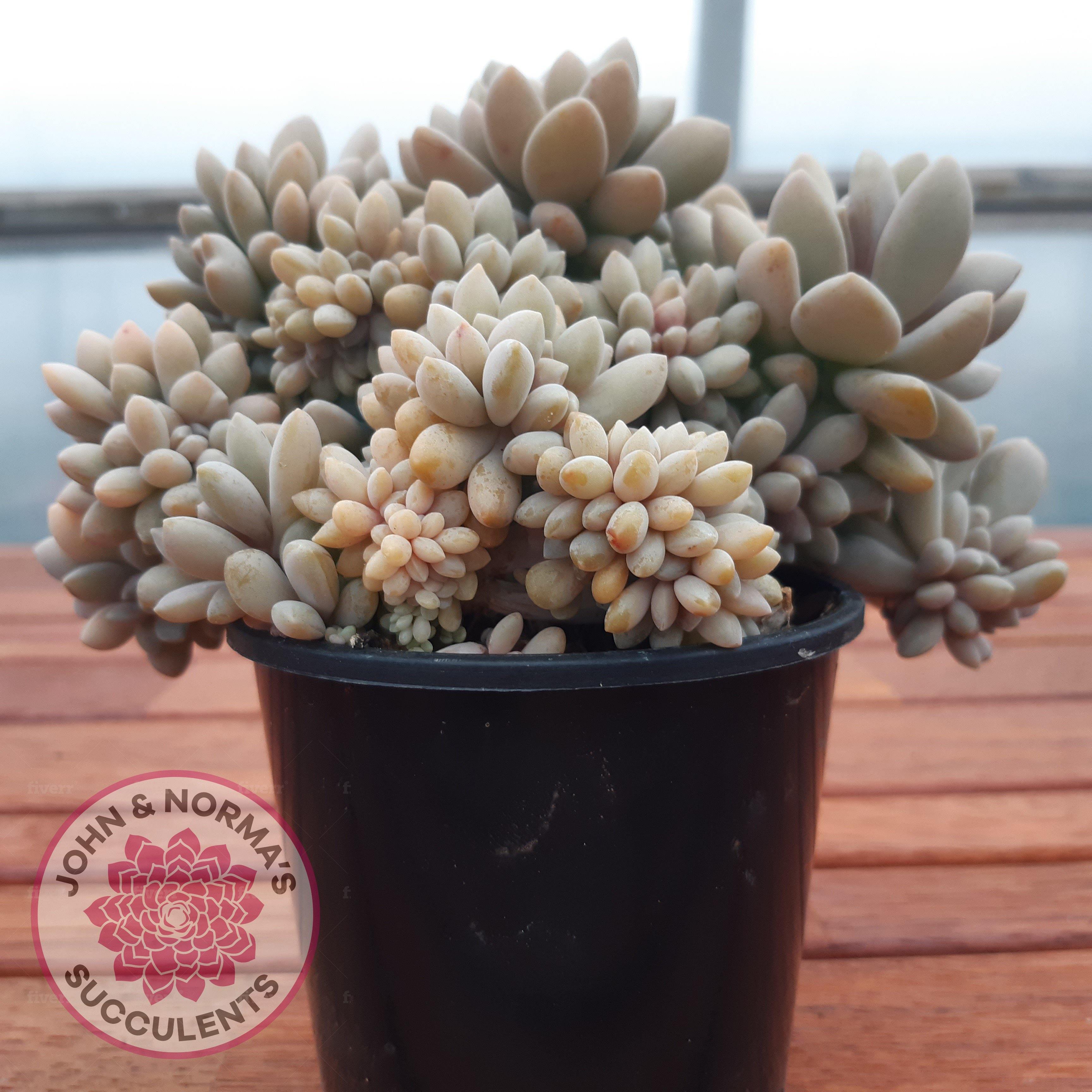 Graptosedum Francesco Baldi Crest | John & Norma's Succulents – John ...
