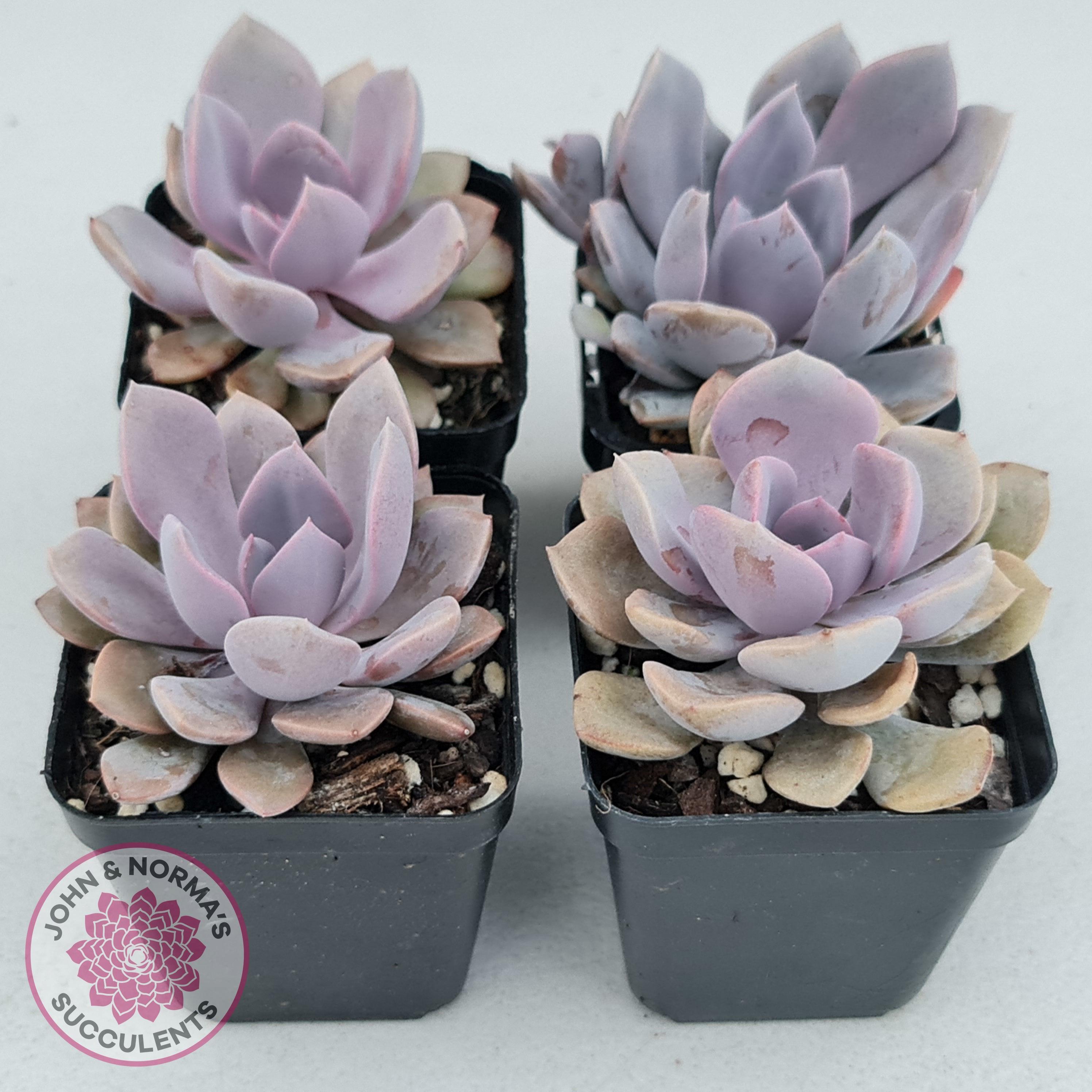 Graptoveria 'Debbie' | John & Norma's Succulents – John & Norma's ...