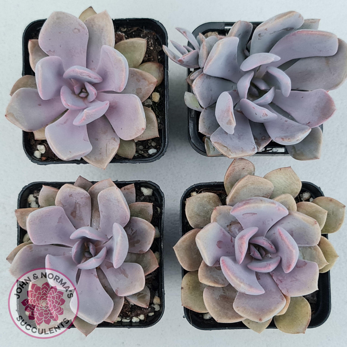 Graptoveria 'Debbie' | John & Norma's Succulents – John & Norma's ...