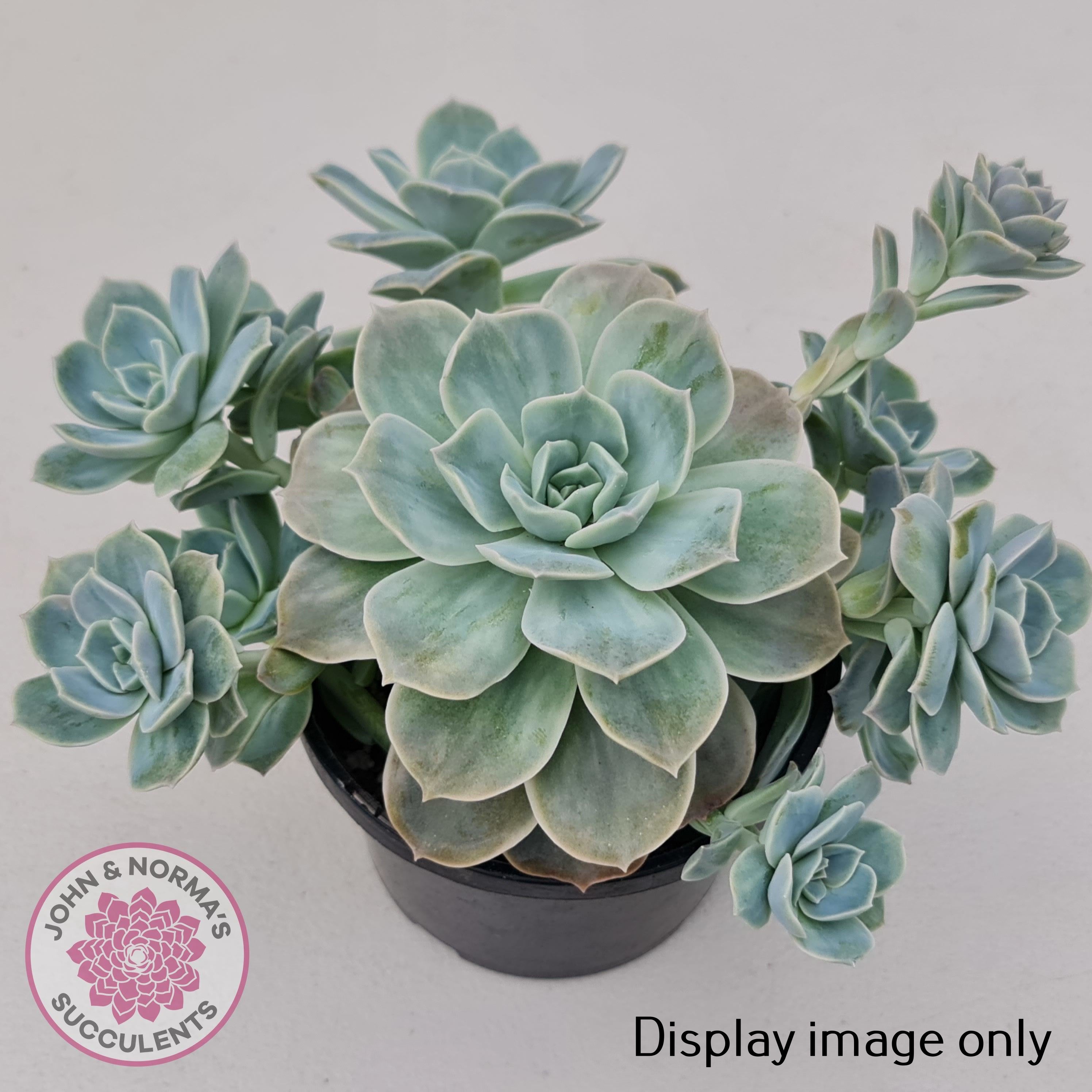 Graptoveria 'Lovely Rose' Monstrose | John & Norma's Succulents – John ...