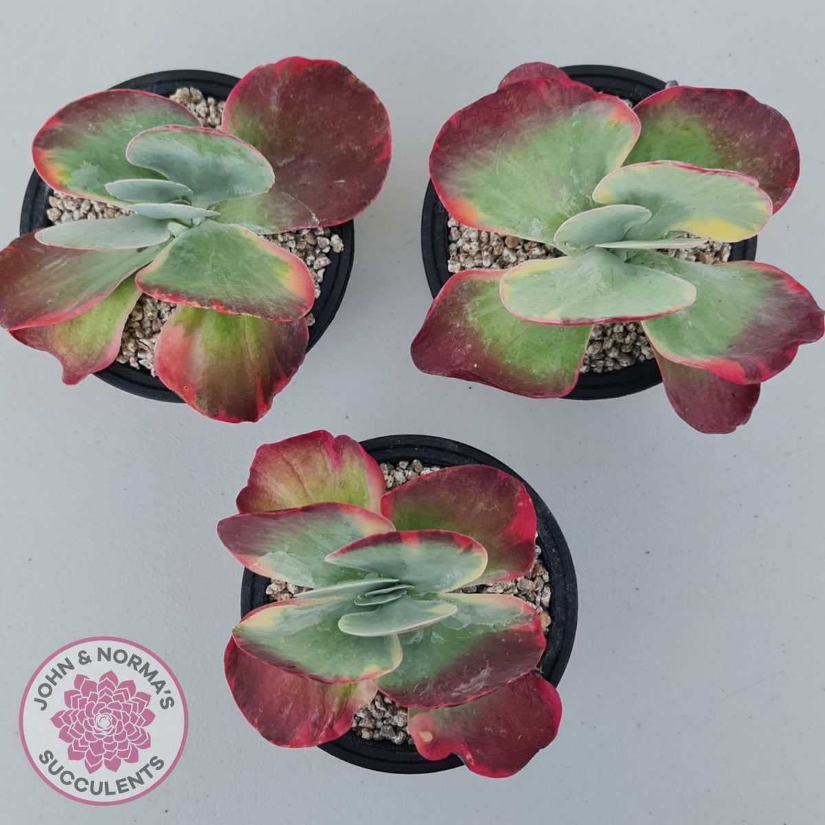 Kalanchoe Luciae 'Fantastic' Variegated Paddle Plant | John & Norma's ...