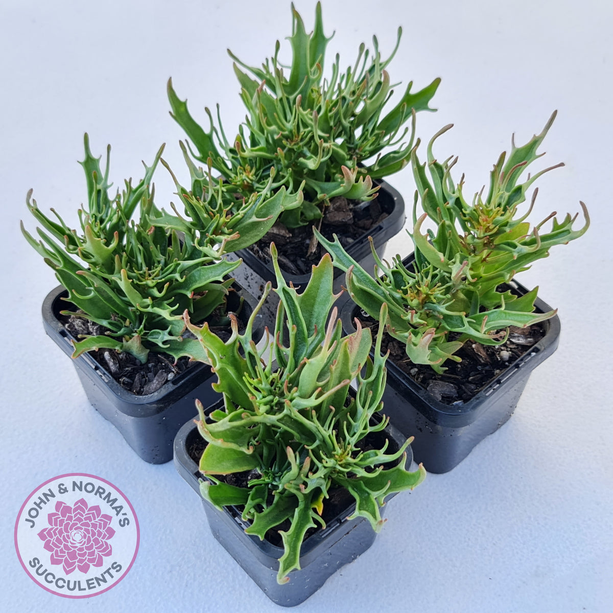 Kalanchoe Tarantula | John & Norma's Succulents – John & Norma's ...