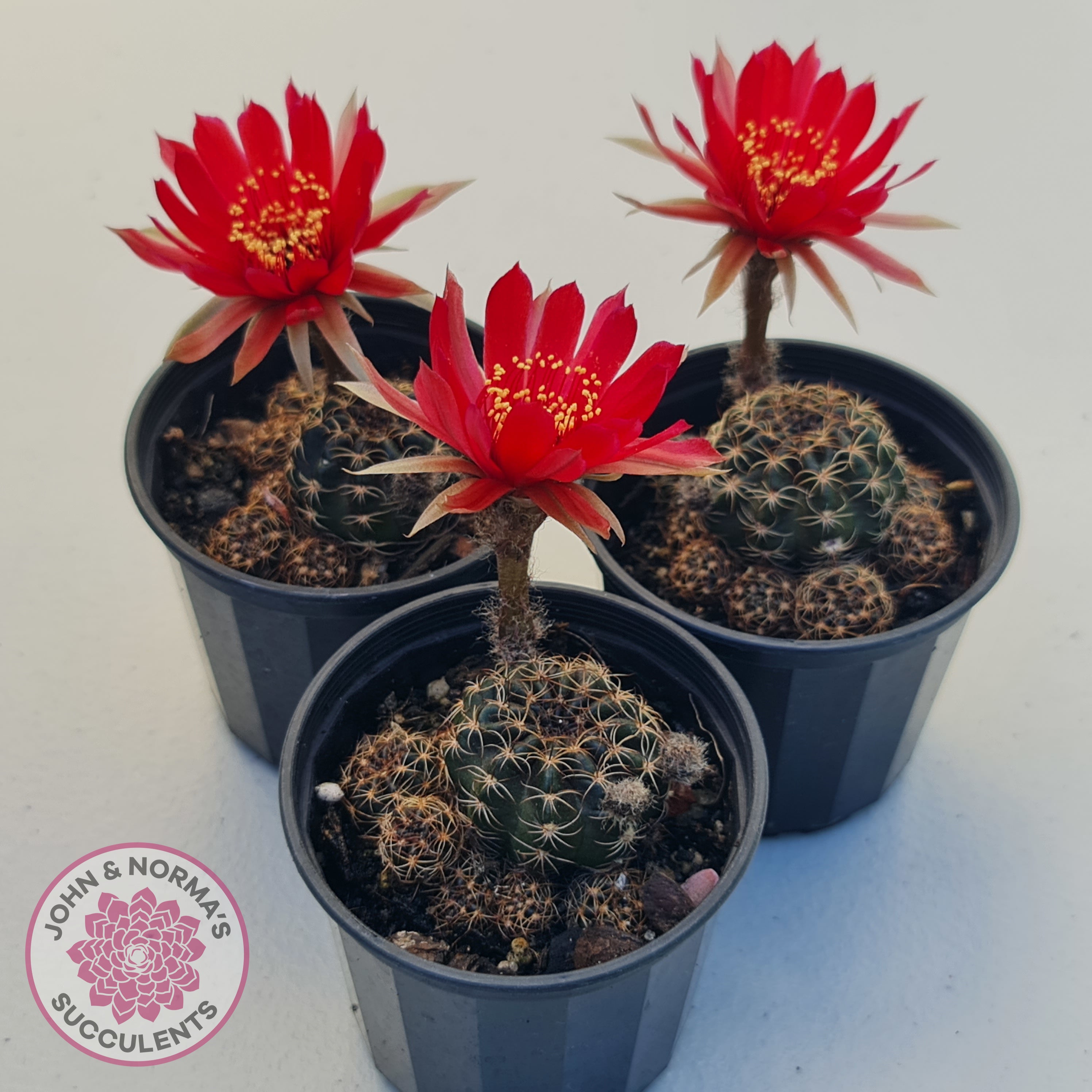 Lobivia arachnacantha red form | John & Norma's Succulents – John ...