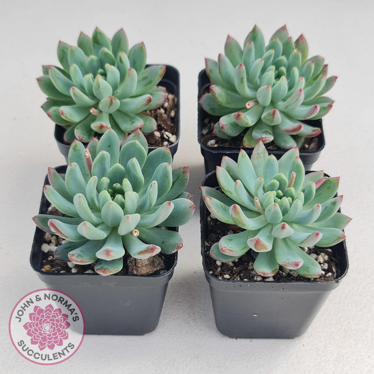 Sedeveria 'Blue Elf' | John & Norma's Succulents – John & Norma's ...