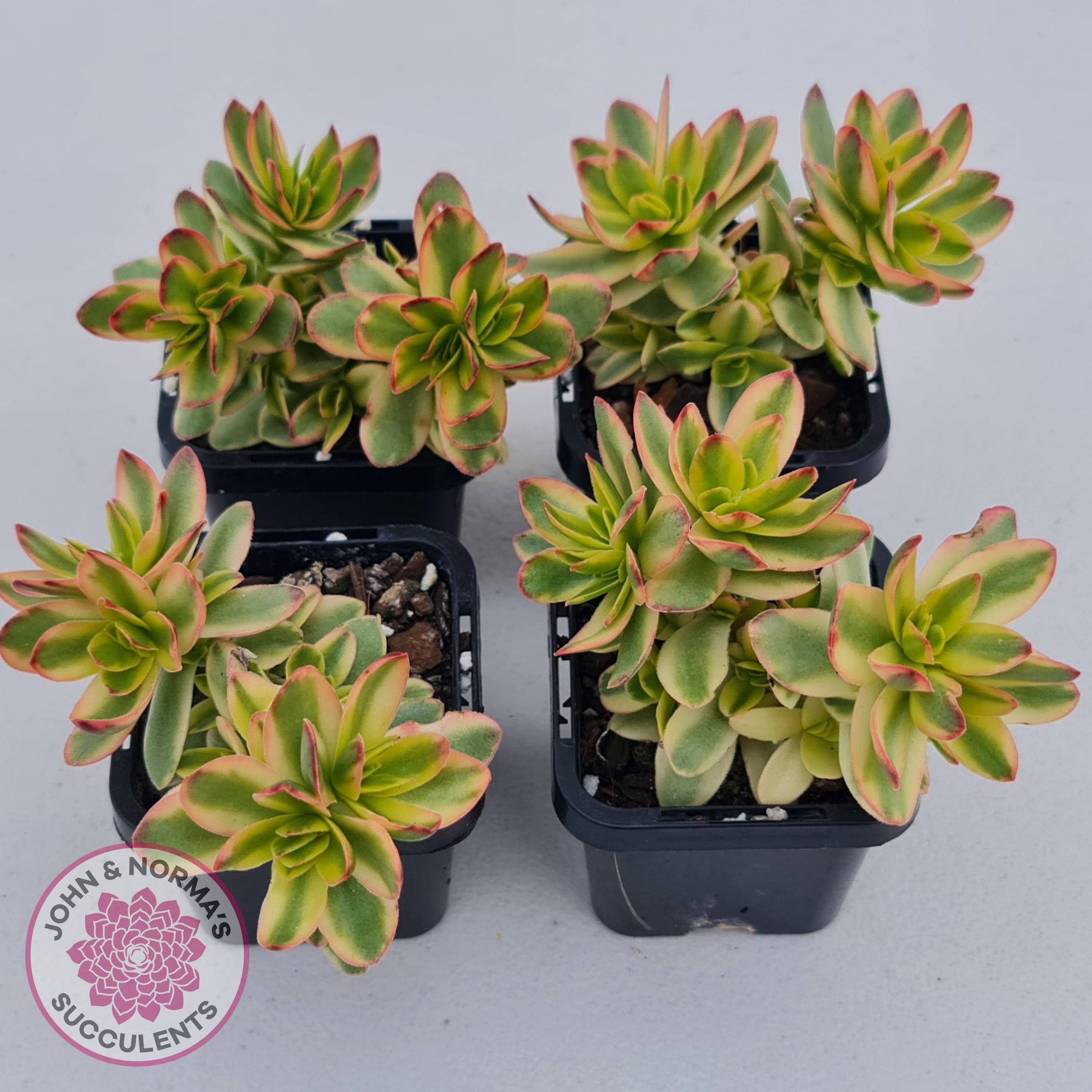 Crassula dejecta variegata | John & Norma's Succulents – John & Norma's ...