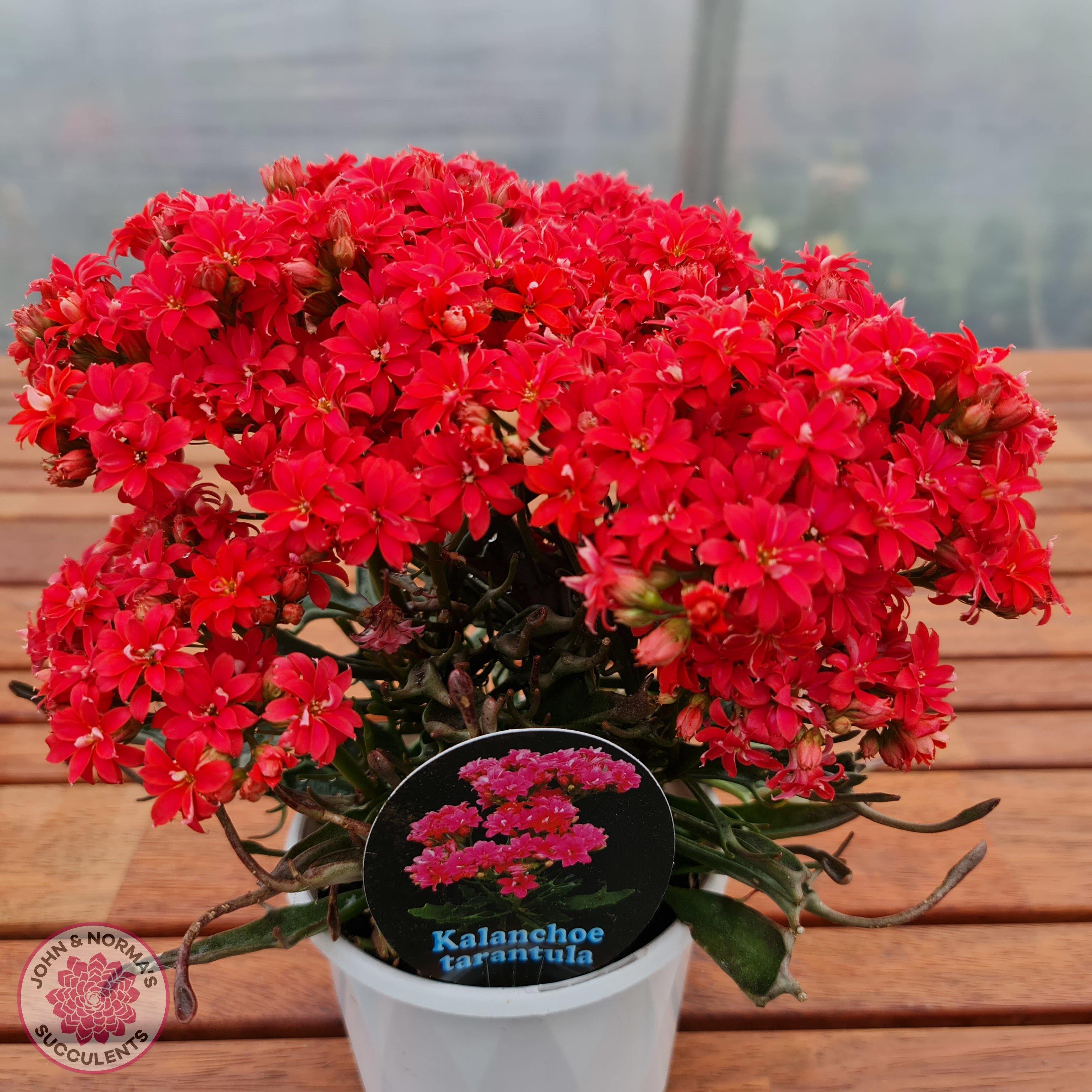 Kalanchoe Tarantula | John & Norma's Succulents – John & Norma's ...