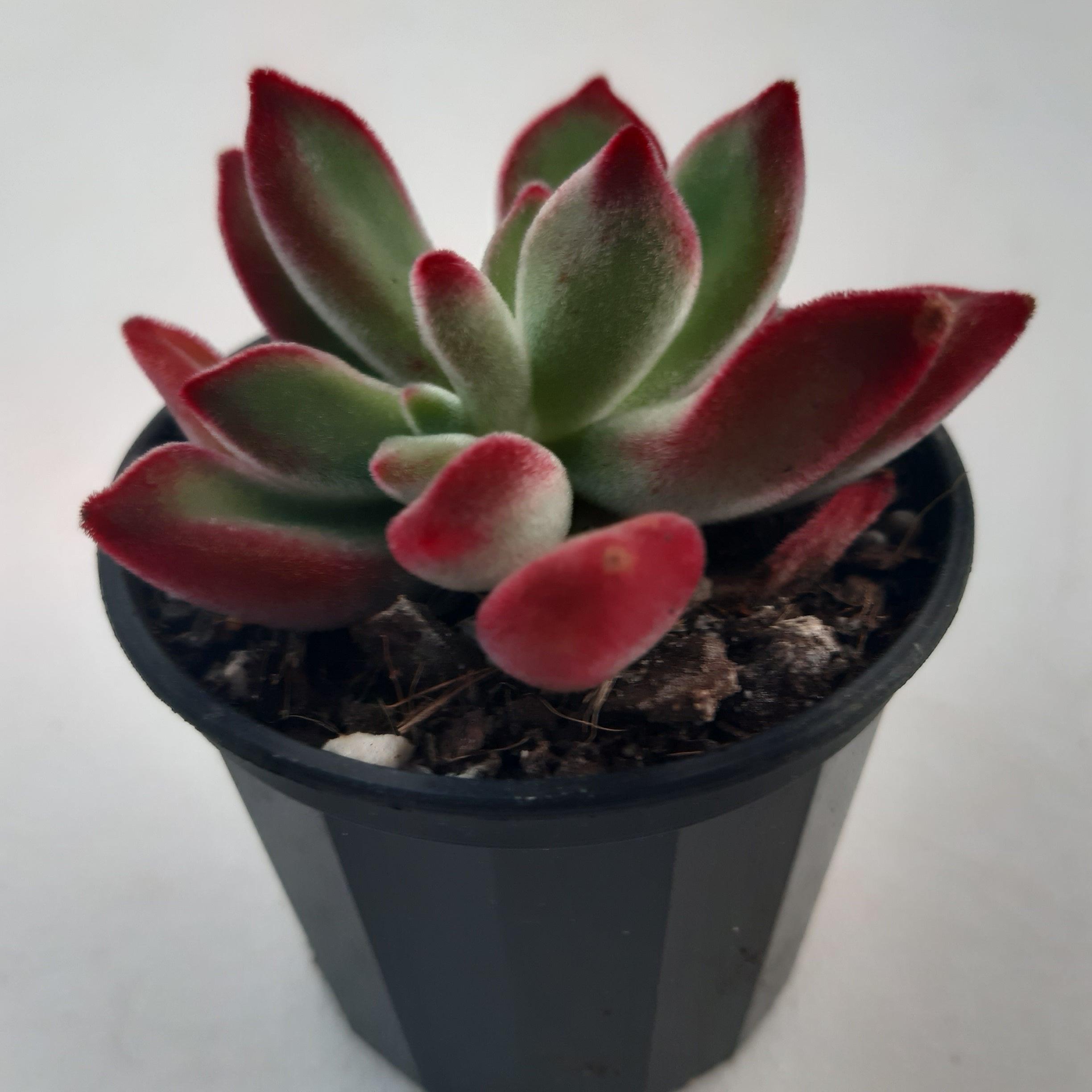 Echeveria pulvinata 'Ruby' | John & Norma's Succulents – John & Norma's ...